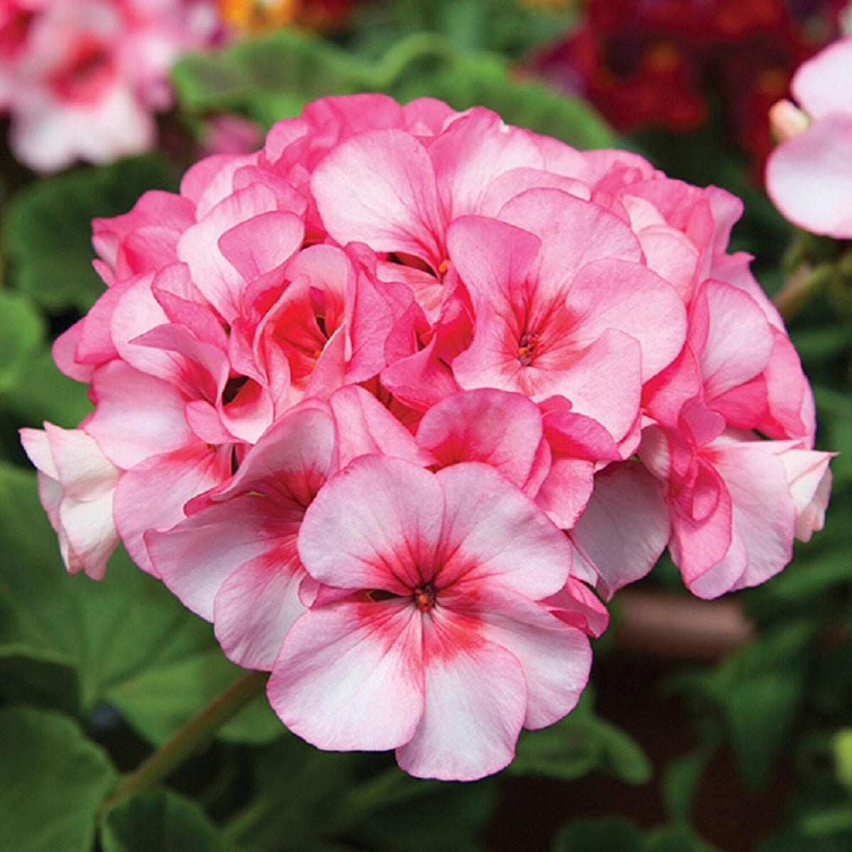 Geranium Seeds Geranium Horizon New Star 35+ Seeds F1 Hybrid - Perfect ...