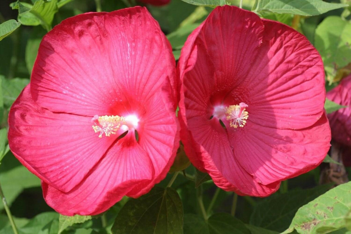 Hibiscus Disco Belle Rosy Red Hybrid 50+ Seeds Hibiscus Seeds - Perfec ...
