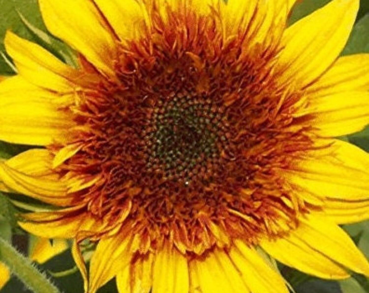 Sundance Kid Sunflower Seeds 35+ Seeds - Perfect for Planting and Gift ...
