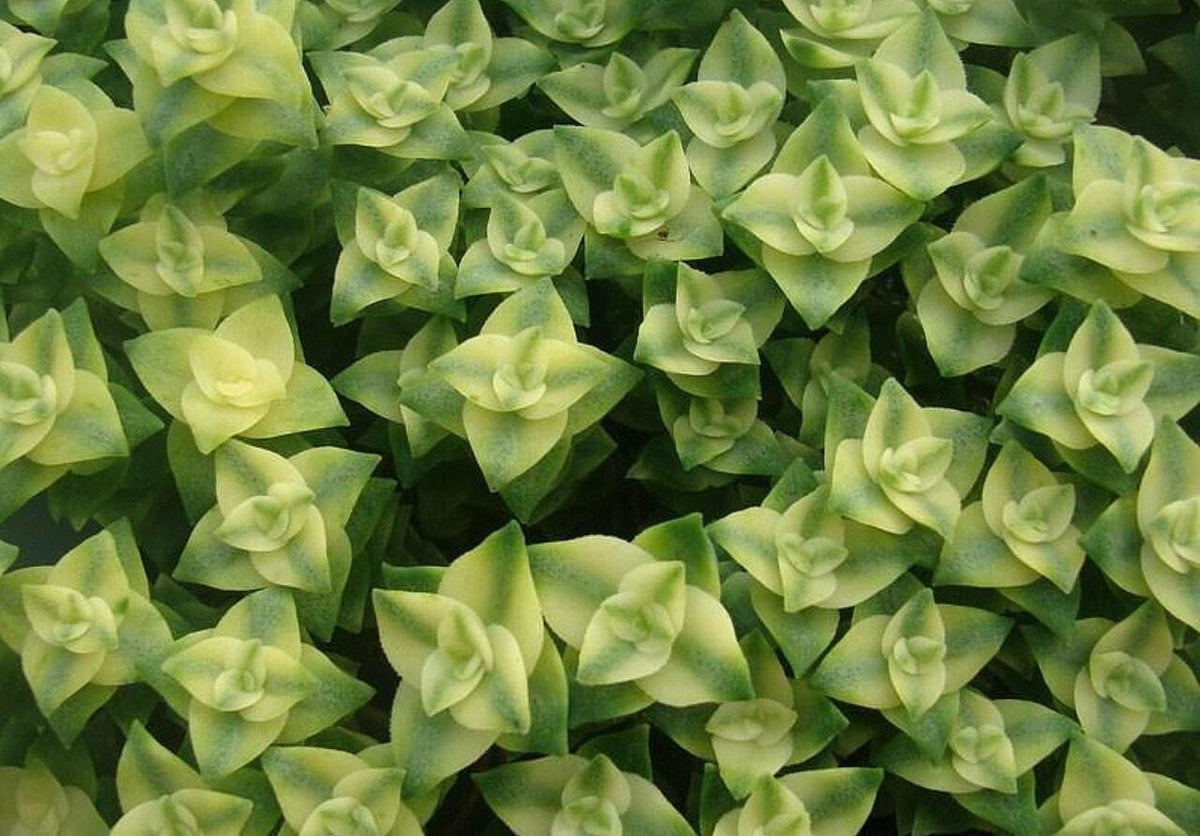Creme N Green String Of Buttons Plant Crassula Perforata Var 35+ Seeds ...