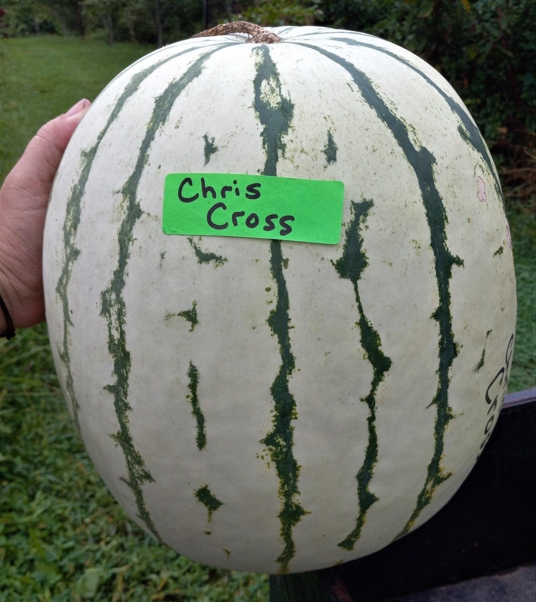 50+ Seeds Chris Cross Watermelon Seeds - Perfect for Planting and Gift ...