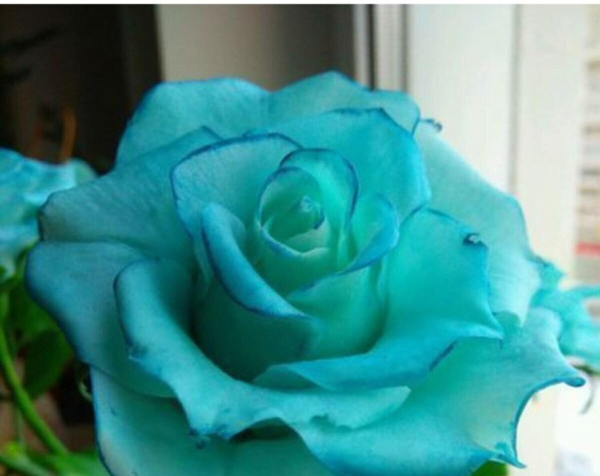 Turquoise Rose Seeds, 30+ Seeds Per Pack - Perfect for Planting and Gi ...