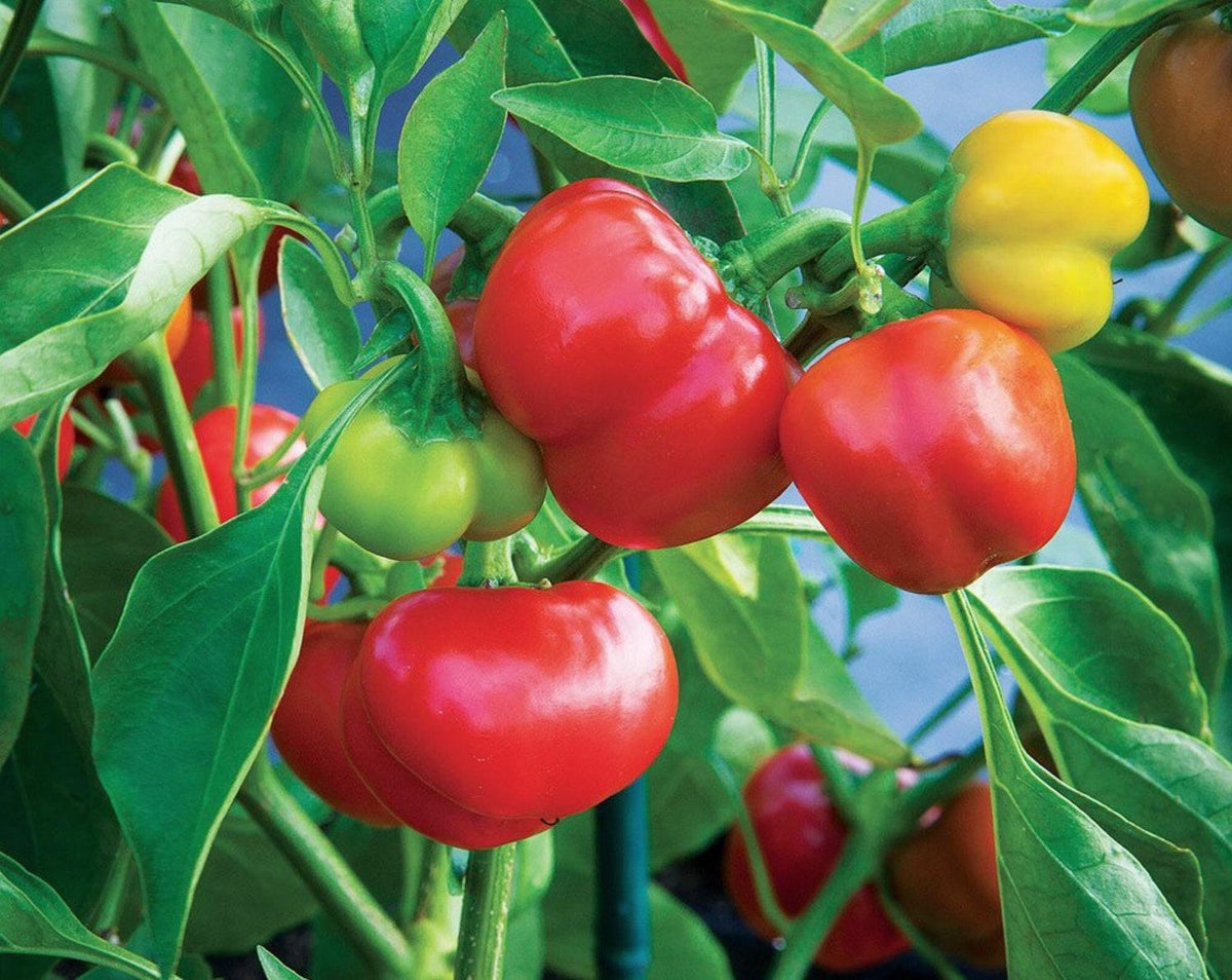 50+ Seeds Red Cherry Pepper Organic Seeds , Open Pollinated, Grow Indo ...