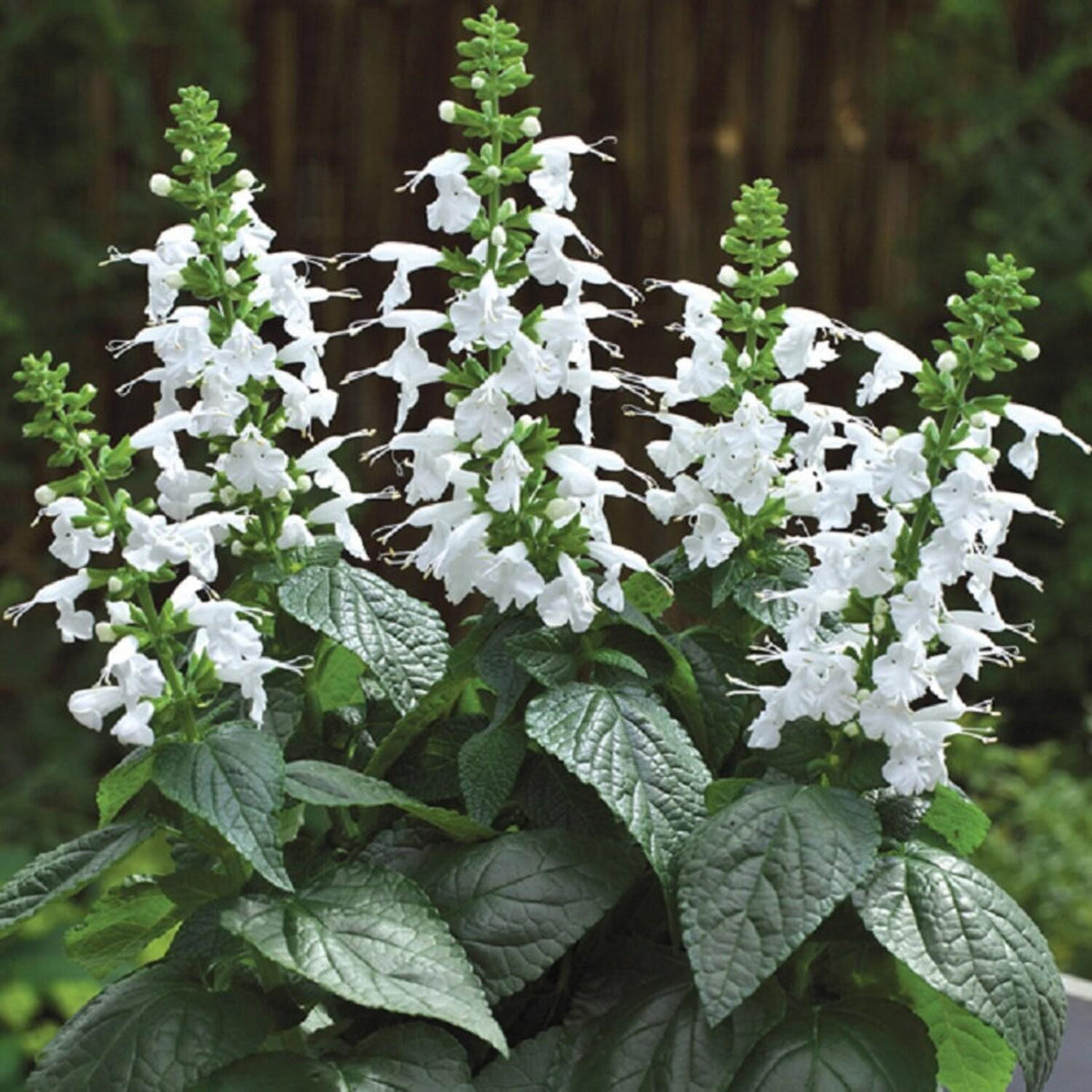 Salvia Seeds 50+ Seeds Summer Jewel White Dwarf Salvia Sage - Perfect ...
