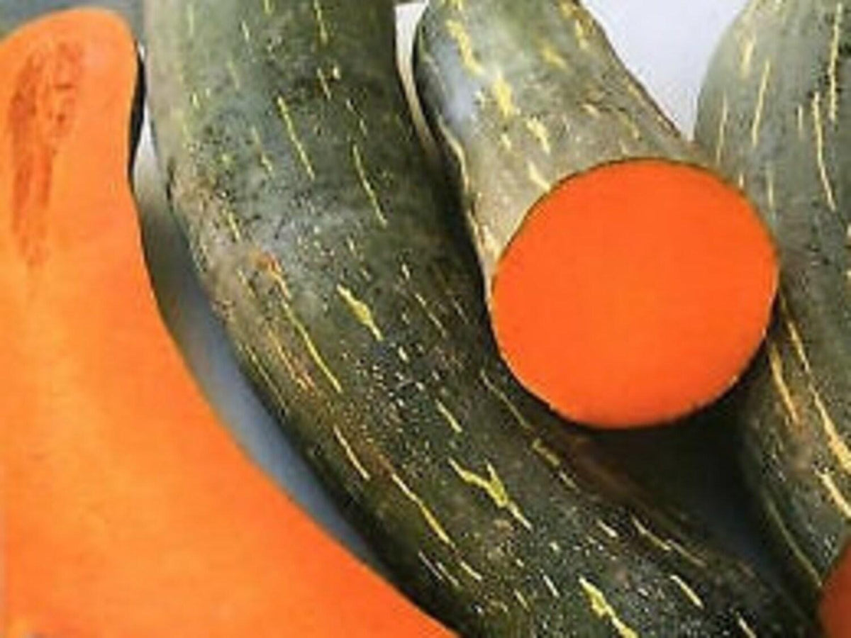 35+ Seeds Italian Winter Squash Lunga Di Napoli Seeds - Perfect for Pl ...