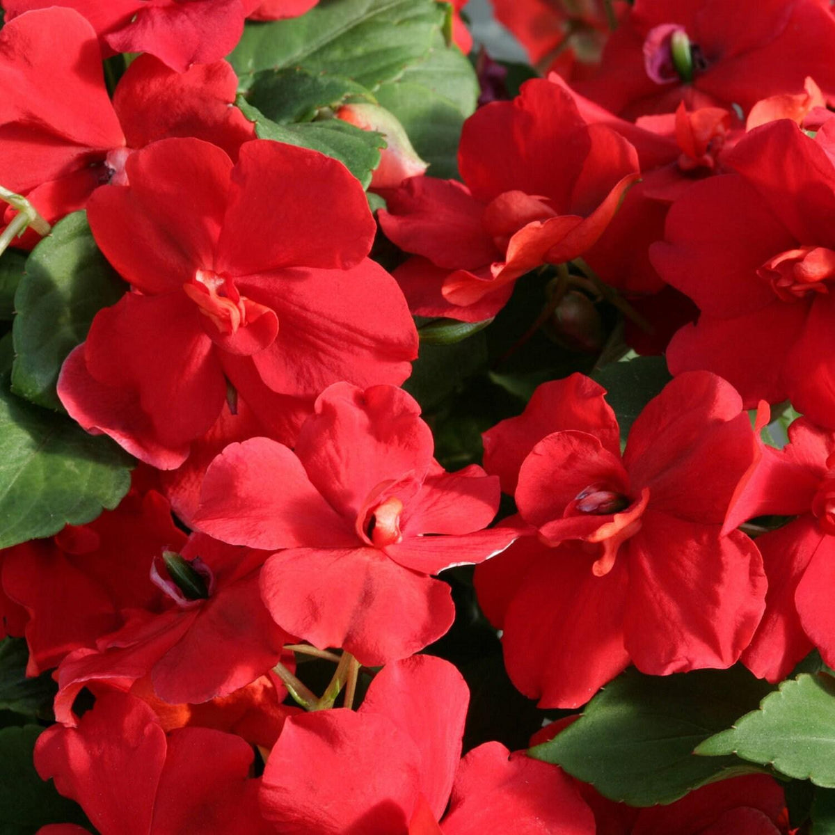 Double Impatiens Seeds 50+ Seeds Athena Red Trailing Impatiens F1 Vari ...