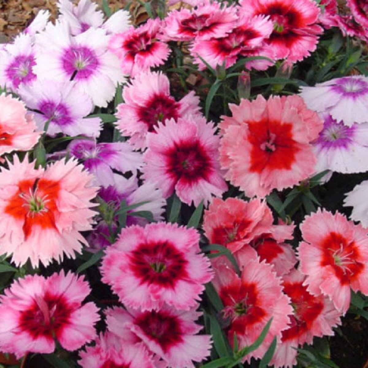 Dianthus Seeds 35+ Seeds Pelleted Seeds Dianthus Diana Picotee Mix - P ...