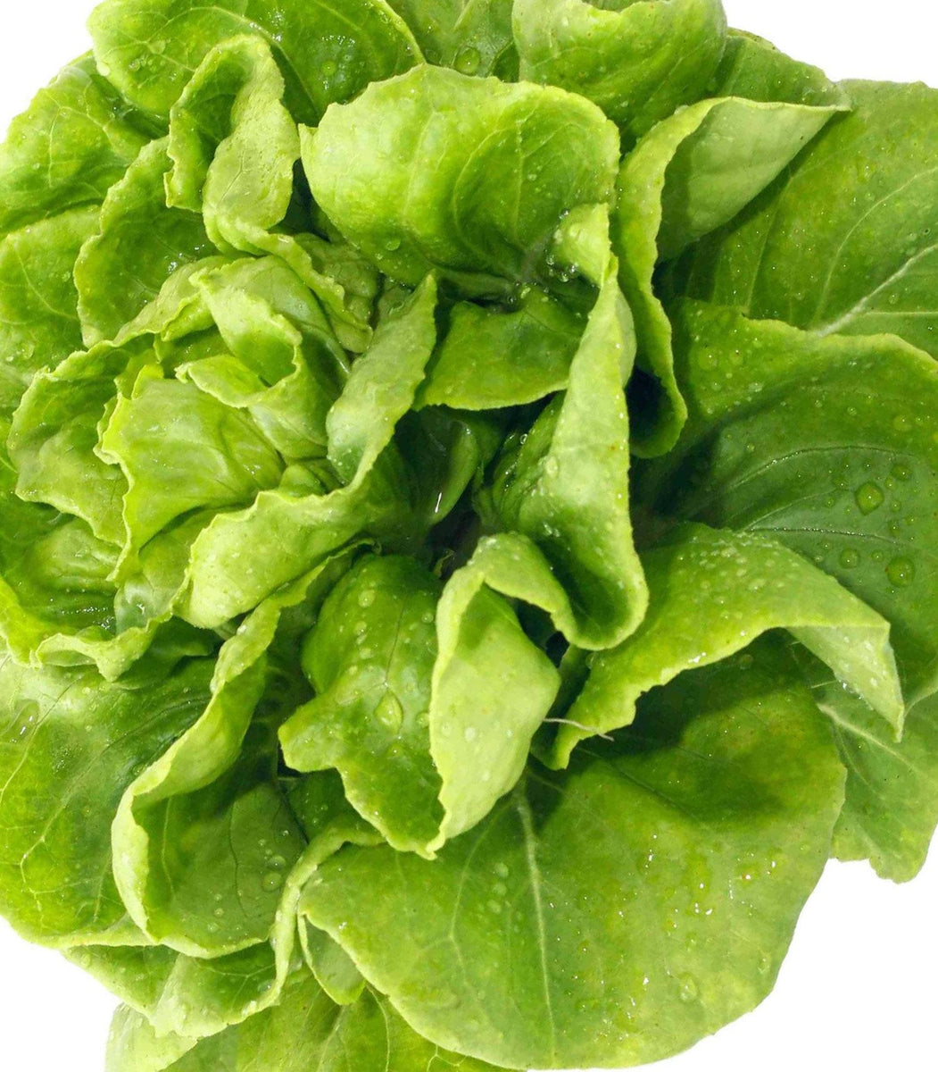 50+ Seeds Butterhead Buttercrunch Leaf Lettuce Seeds Our Favorite Vari ...