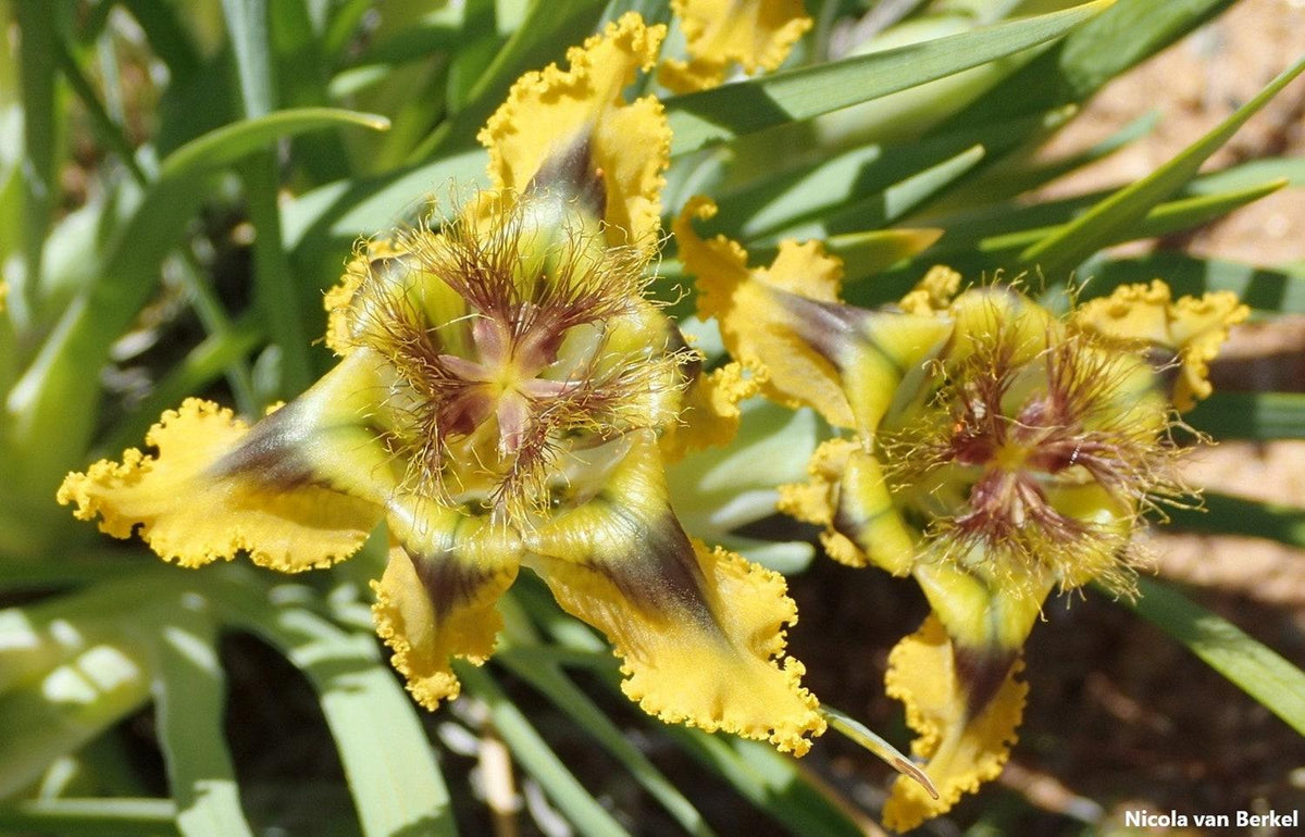 Ferraria Divaricata Indigenous South African Rare 35+ Seeds - Perfect ...