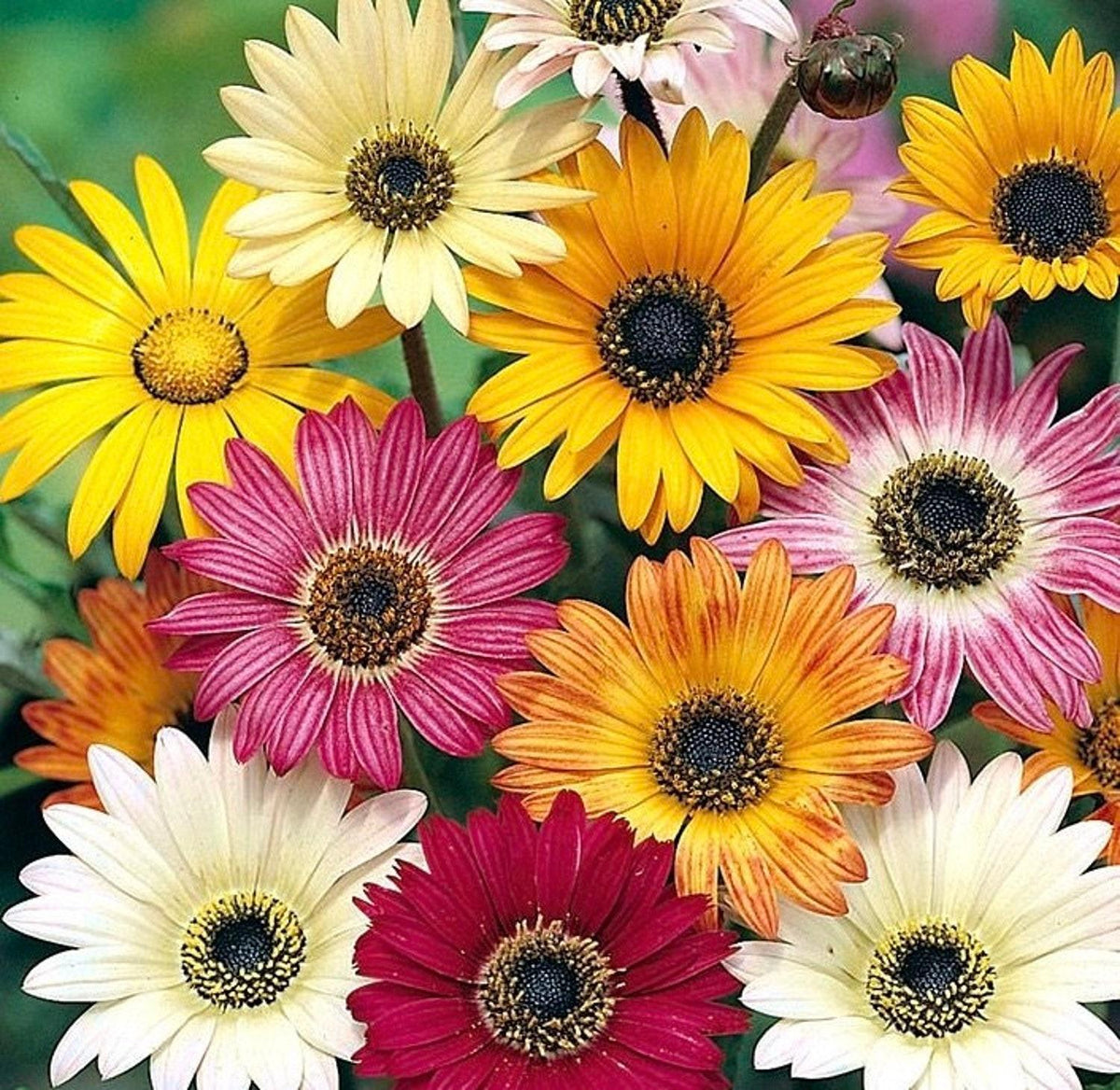 African Daisy The Bear Ear Flowers Blend G 50+ Seeds Organic Seeds Arc ...