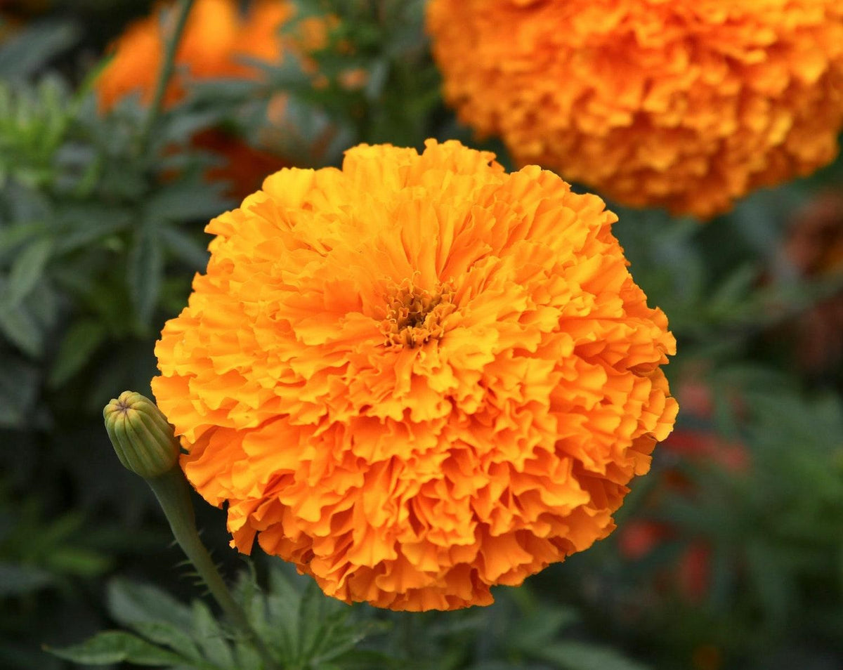 African Marigold Hawaii Seeds, Large Oragnge Cracker Jack Marigolds, 1 ...