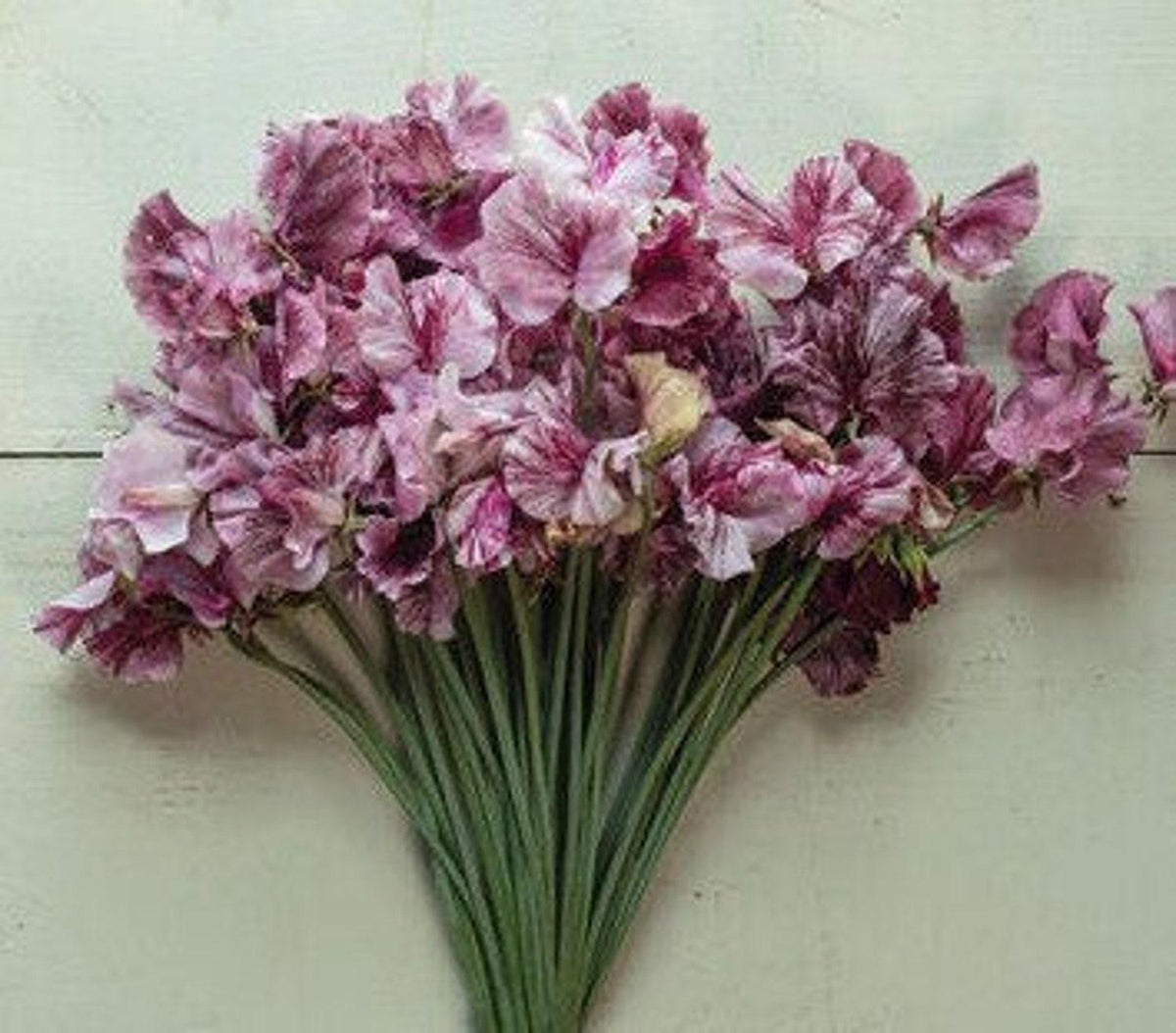 Streamers Chocolate Sweet Pea 35+ Seeds - Perfect for Planting and Gif ...
