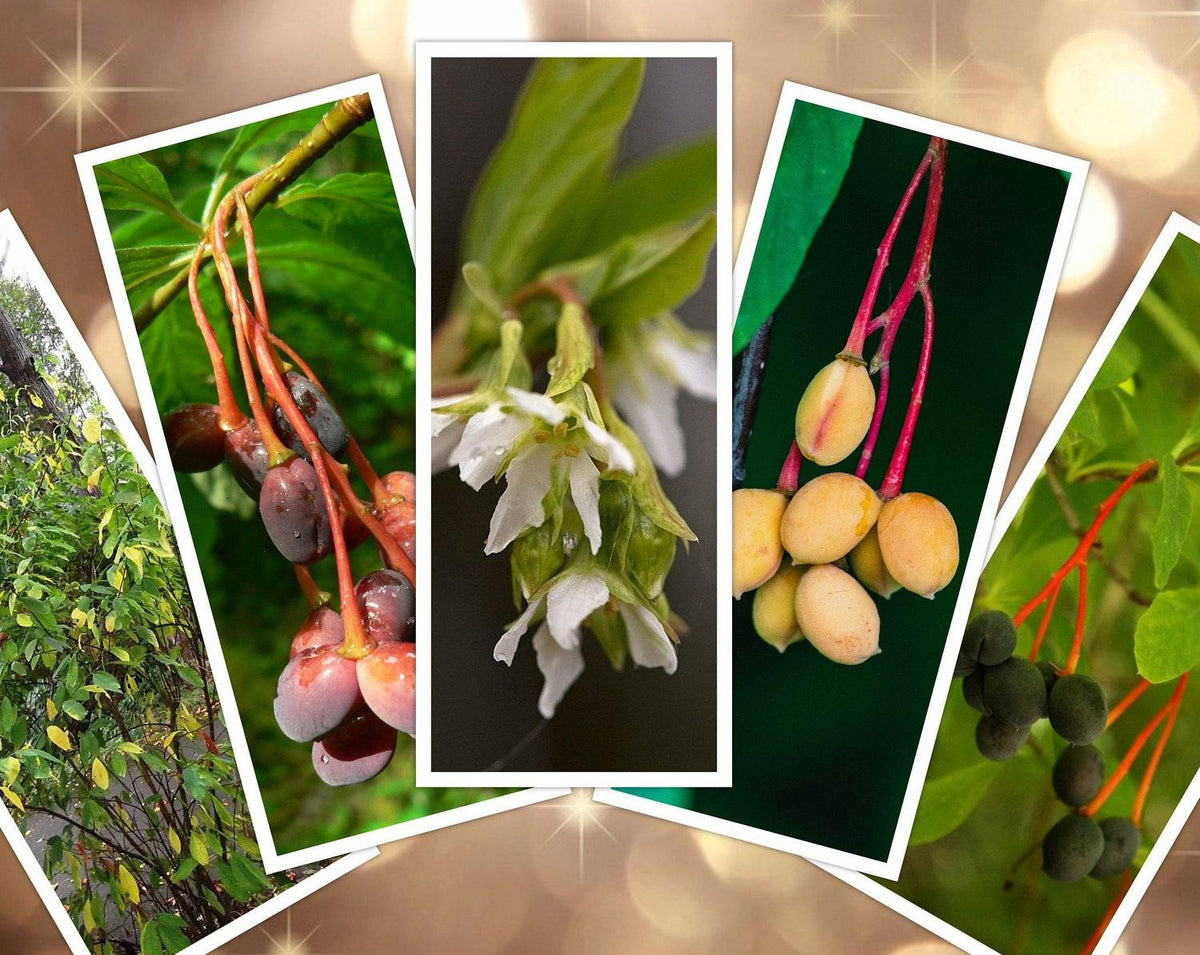 35+ Seeds Indian Plum Seeds (oemleria Cerasiformis) Oso Berry, Growing ...