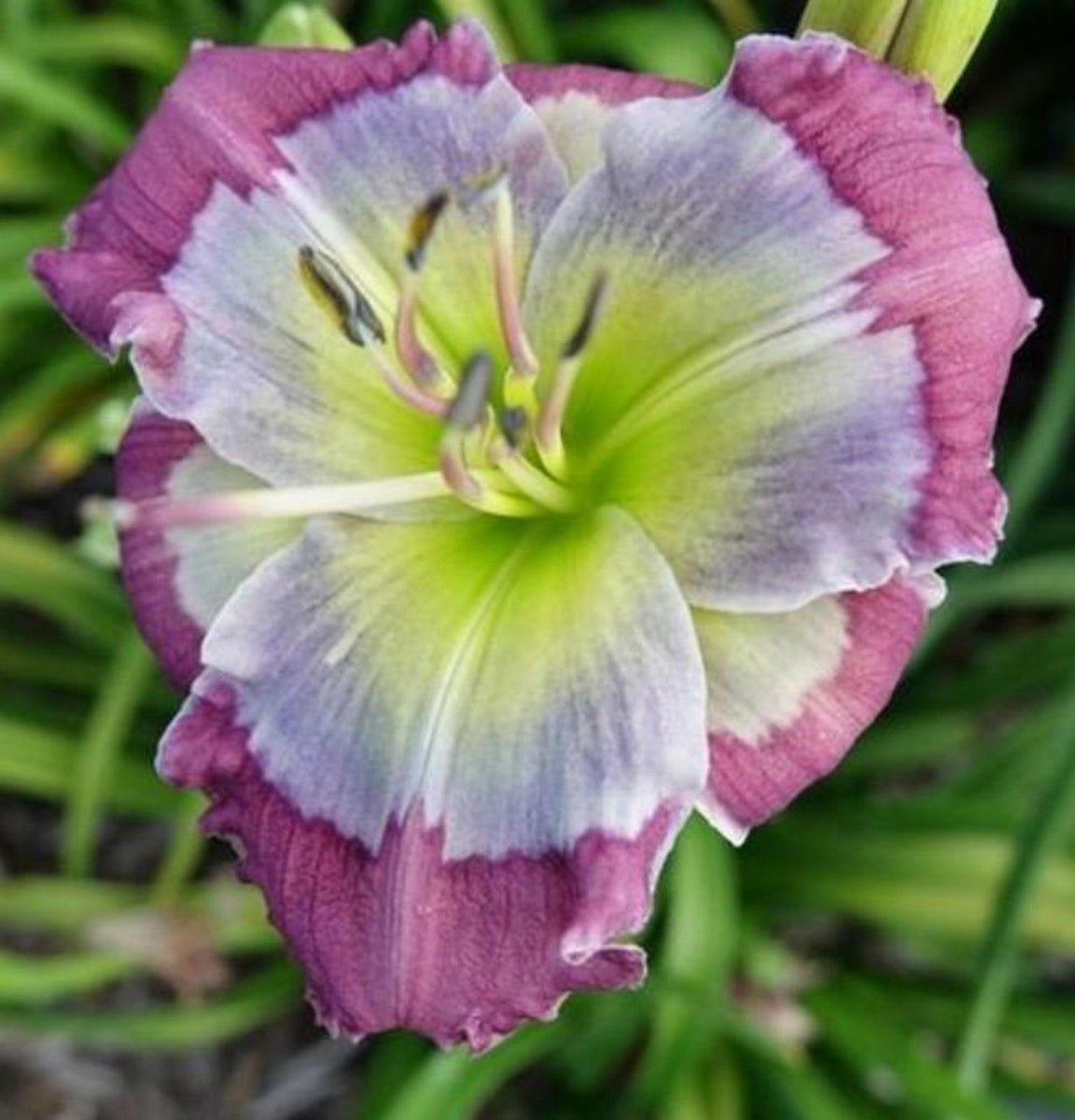50+ Seeds Daylily Once In A Wild Moon Flowers Seeds Plant Rare Lily Fl ...