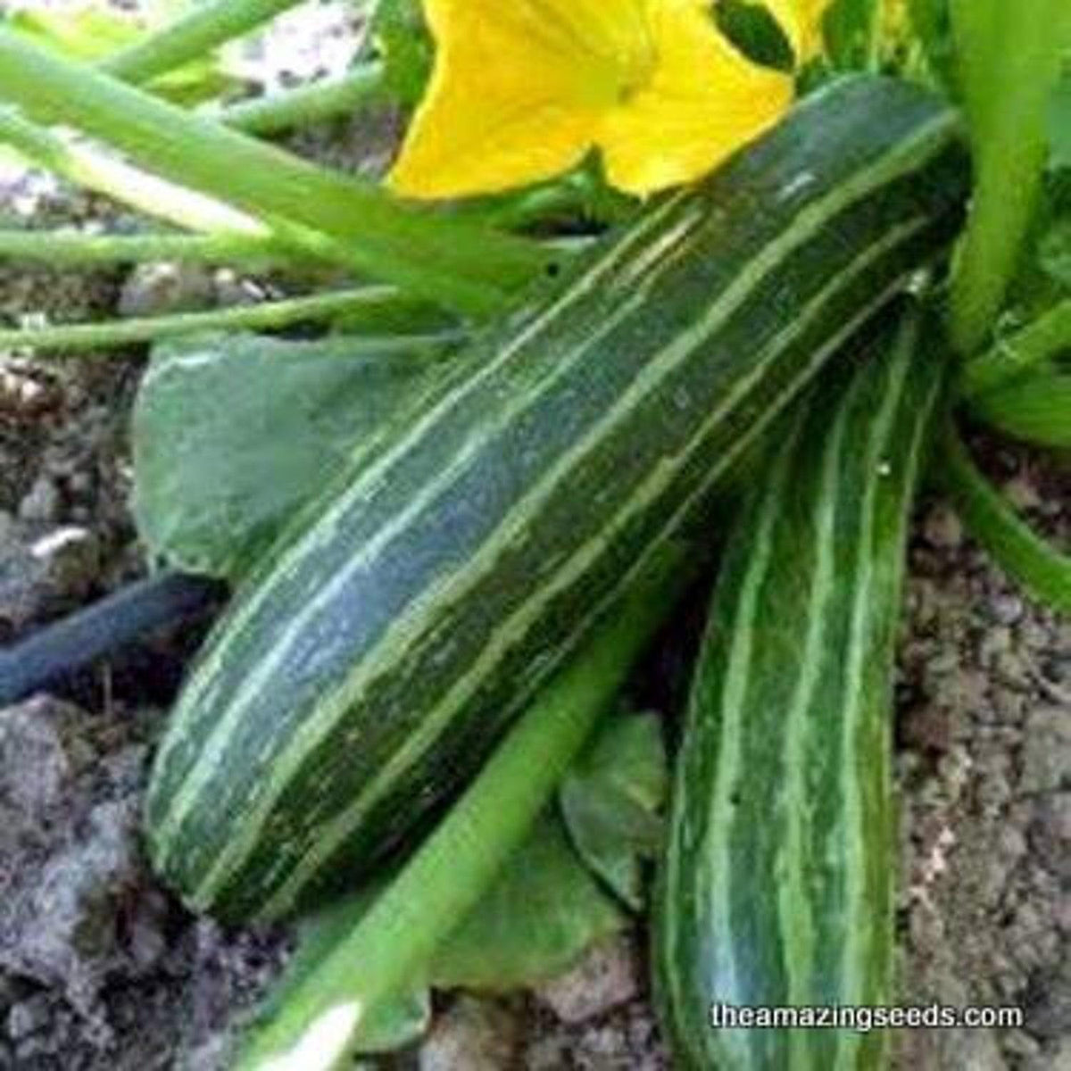 Summer Squash Romanesco, Costata Romanesca, Ribbed Roman Seed( 35+ See ...