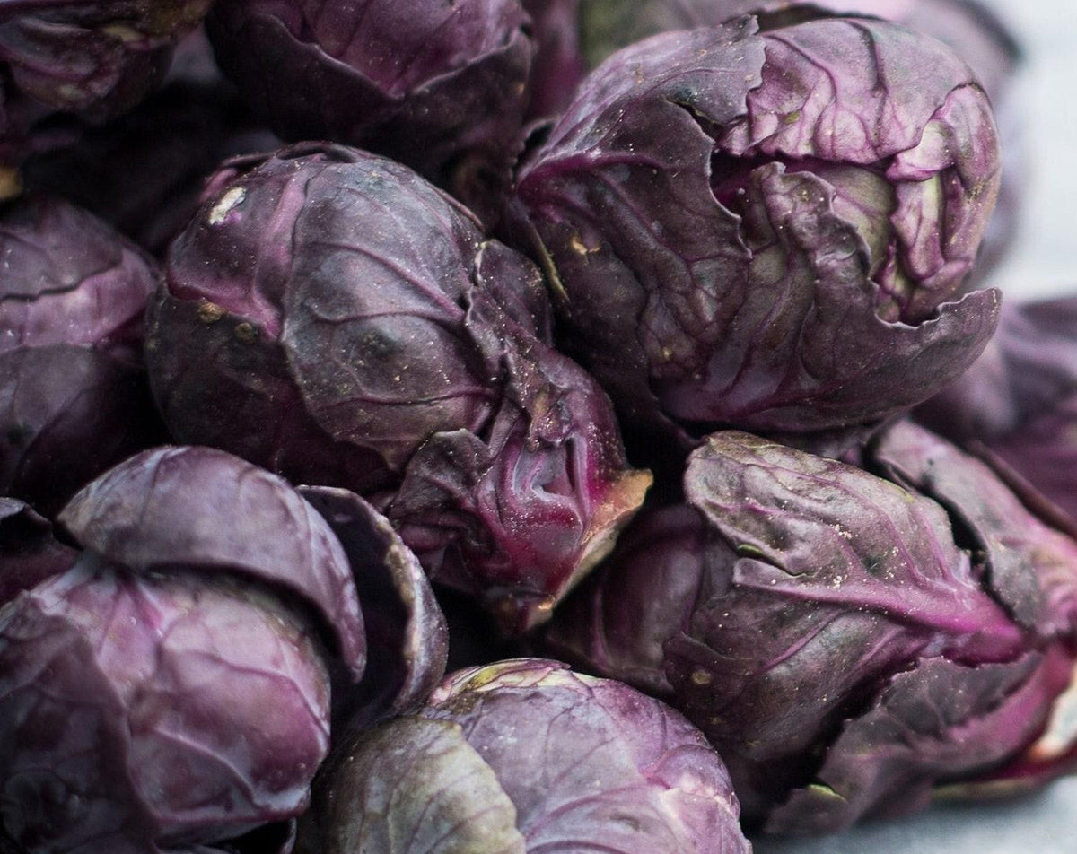 50+ Seeds Red Bull Brussels Sprouts Premium Seed Packet Seeds - Perfec ...
