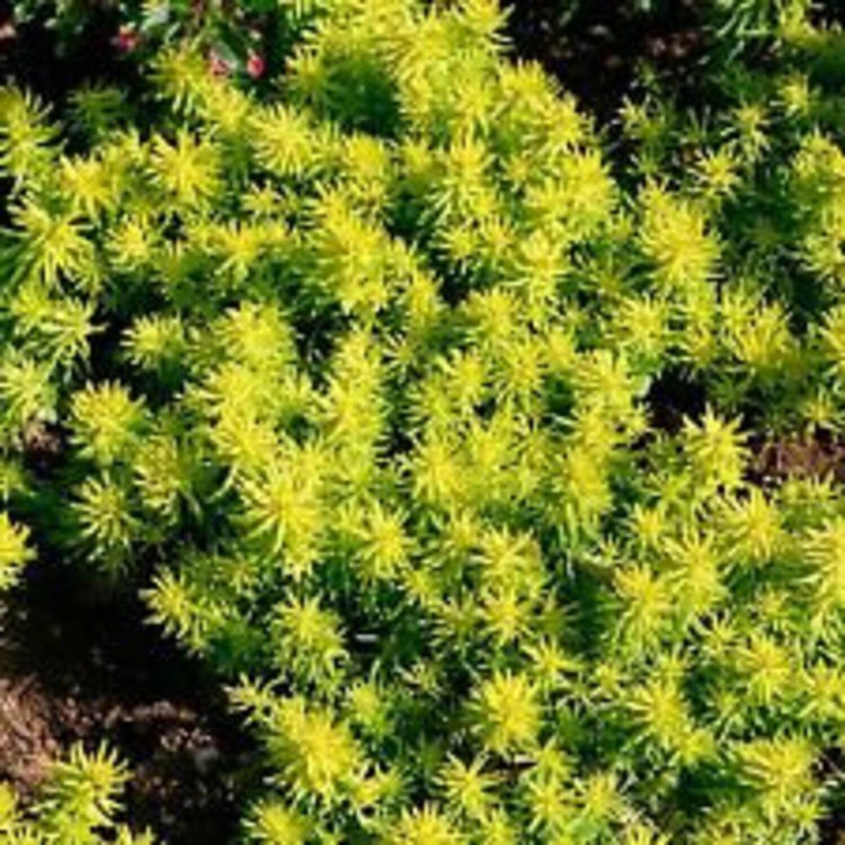 50+ Seeds Sedum Reflexum Flower Seeds Container Drought Tolerant - Per ...
