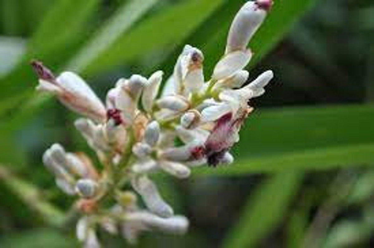 50+ Seeds Alpinia Calcarata Snap Ginger Heen Araththa Rhizomes, Snap G ...