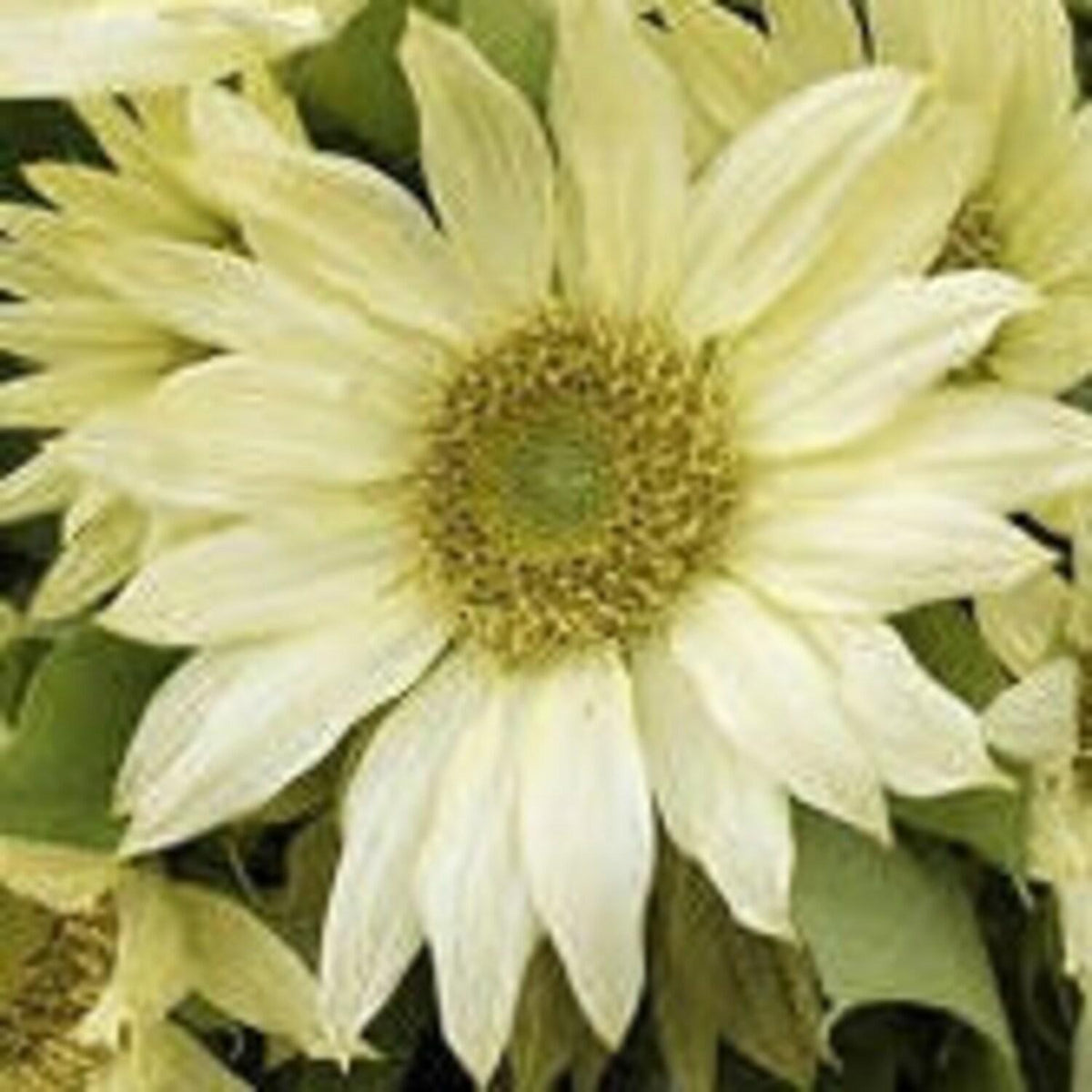 Jade Sunflower Seeds 35+ Seeds - Perfect for Planting and Gifting ...