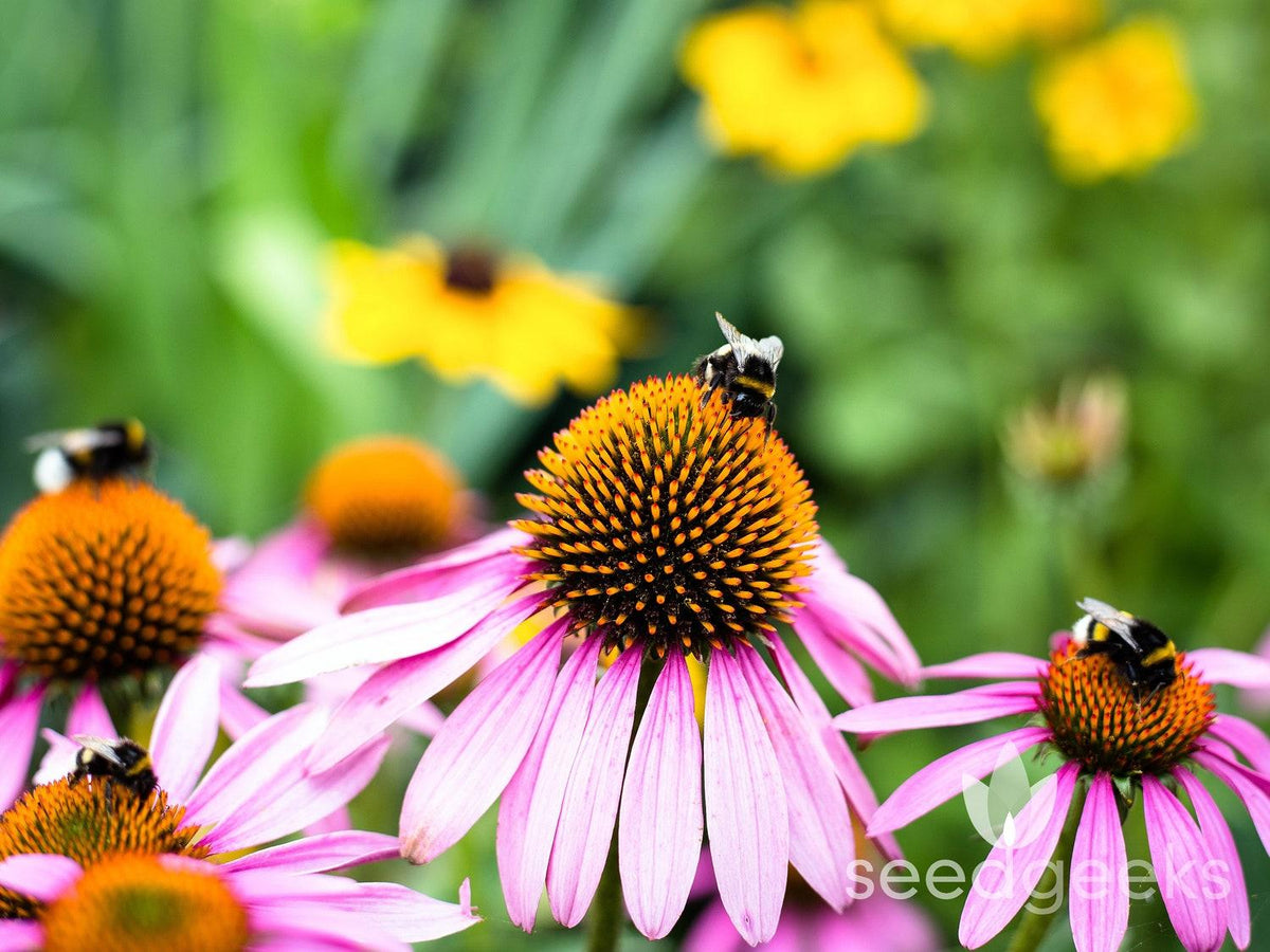 50+ Seeds Bumblebee Buffet Flower Seed Mix Seeds, Wildflower Mix, Poll ...
