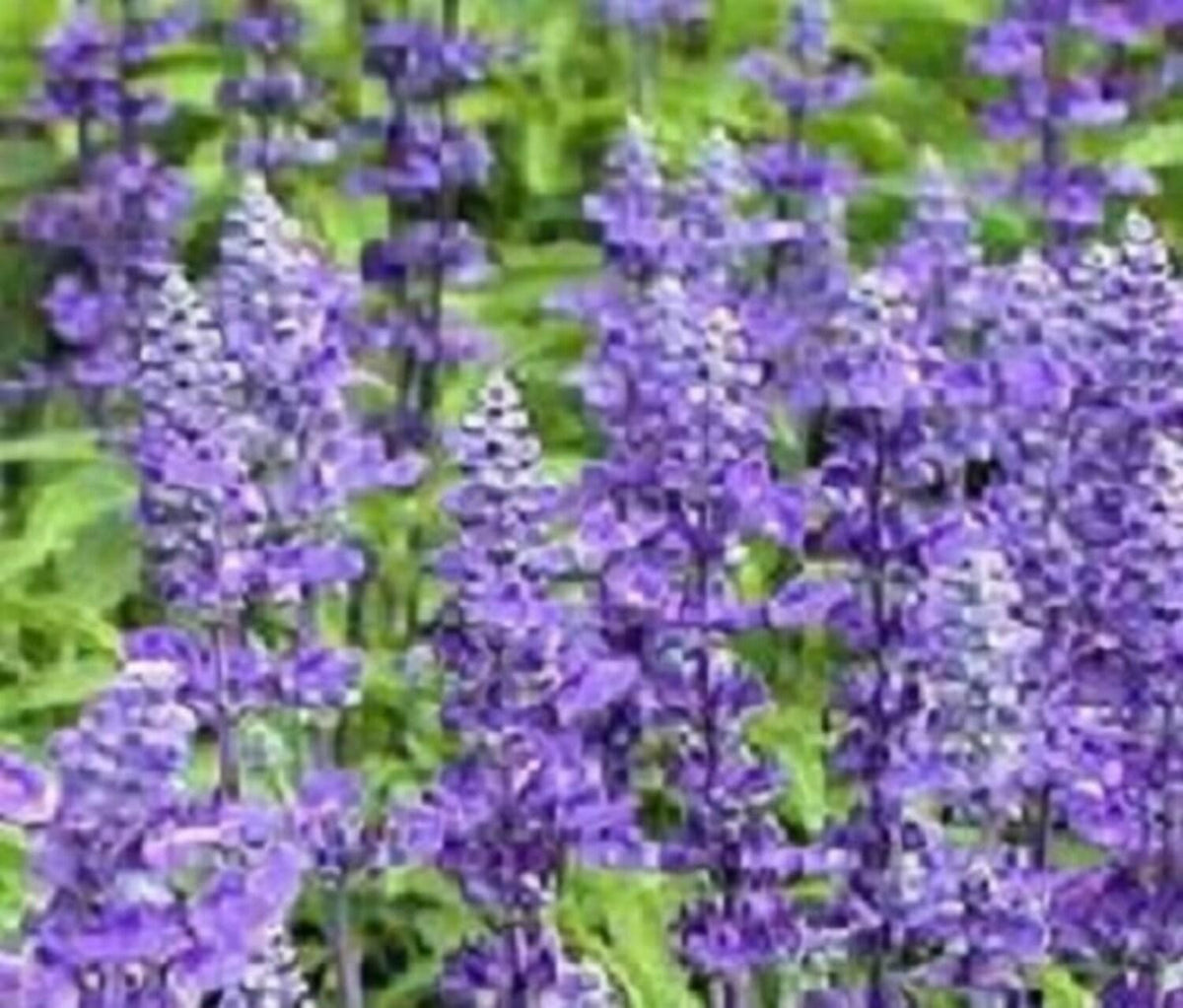 Salvia Seeds Farinacea Strata 50+ Seeds Flower Seeds - Perfect for Pla ...