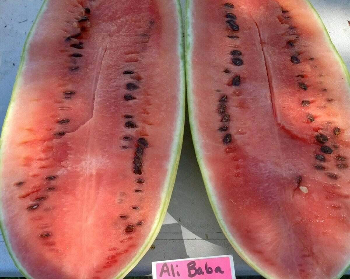 50+ Seeds Ali Baba Watermelon Seeds - Perfect for Planting and Gifting ...