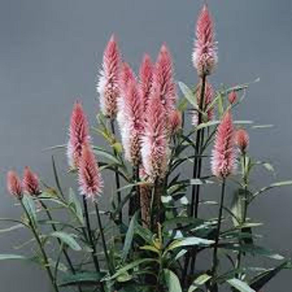Flamingo Feather Celosia Seeds 35+ Seeds Count - Perfect for Planting ...