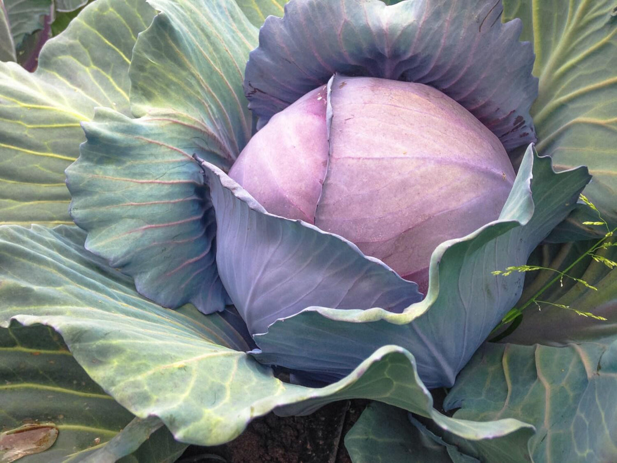 Red Express Cabbage Seeds ( 100+ Seeds ) , , Open Pollinated Seed Pack ...