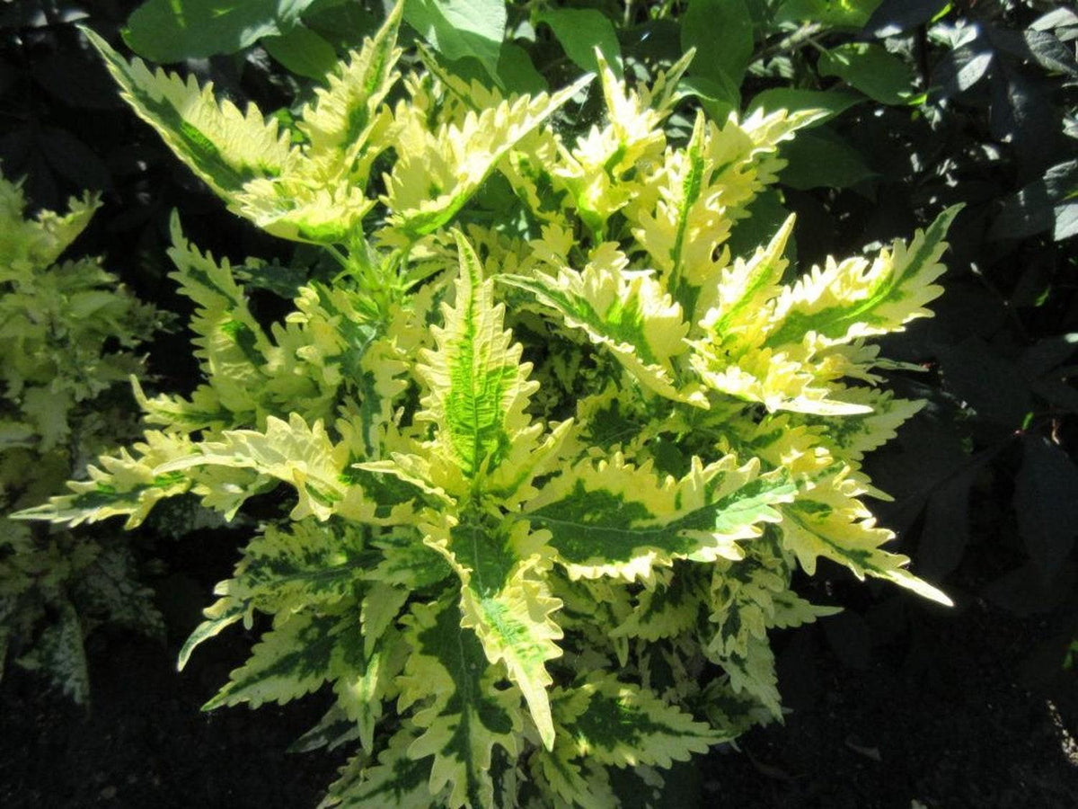 Coleus Collins Gold Houseplants Seeds In Indoor 35+ Seeds X Starter Pl ...