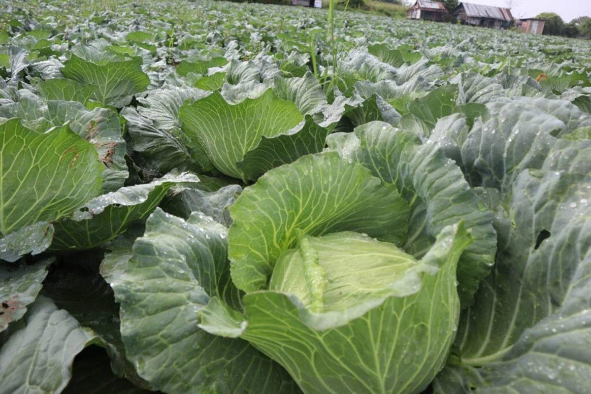 50+ Seeds Taiwanese Green Flat Cabbage (mylove) Asian Flat Cabbage See ...
