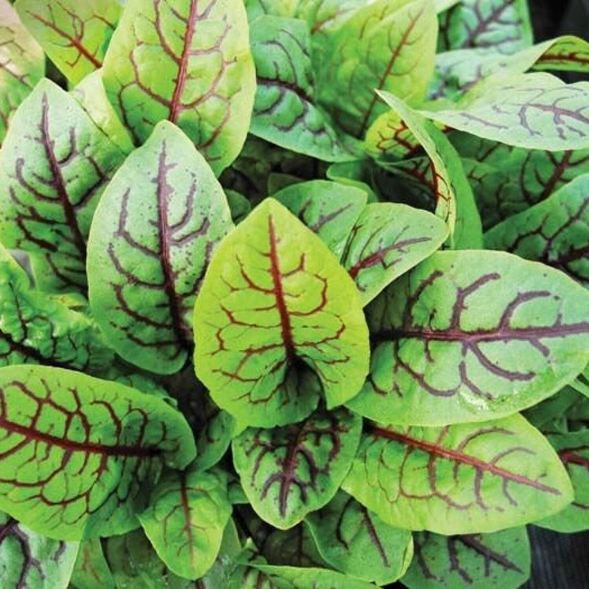 100+ Seeds Sorrel Red Veined Seeds Zone - Perfect for Planting and Gif ...