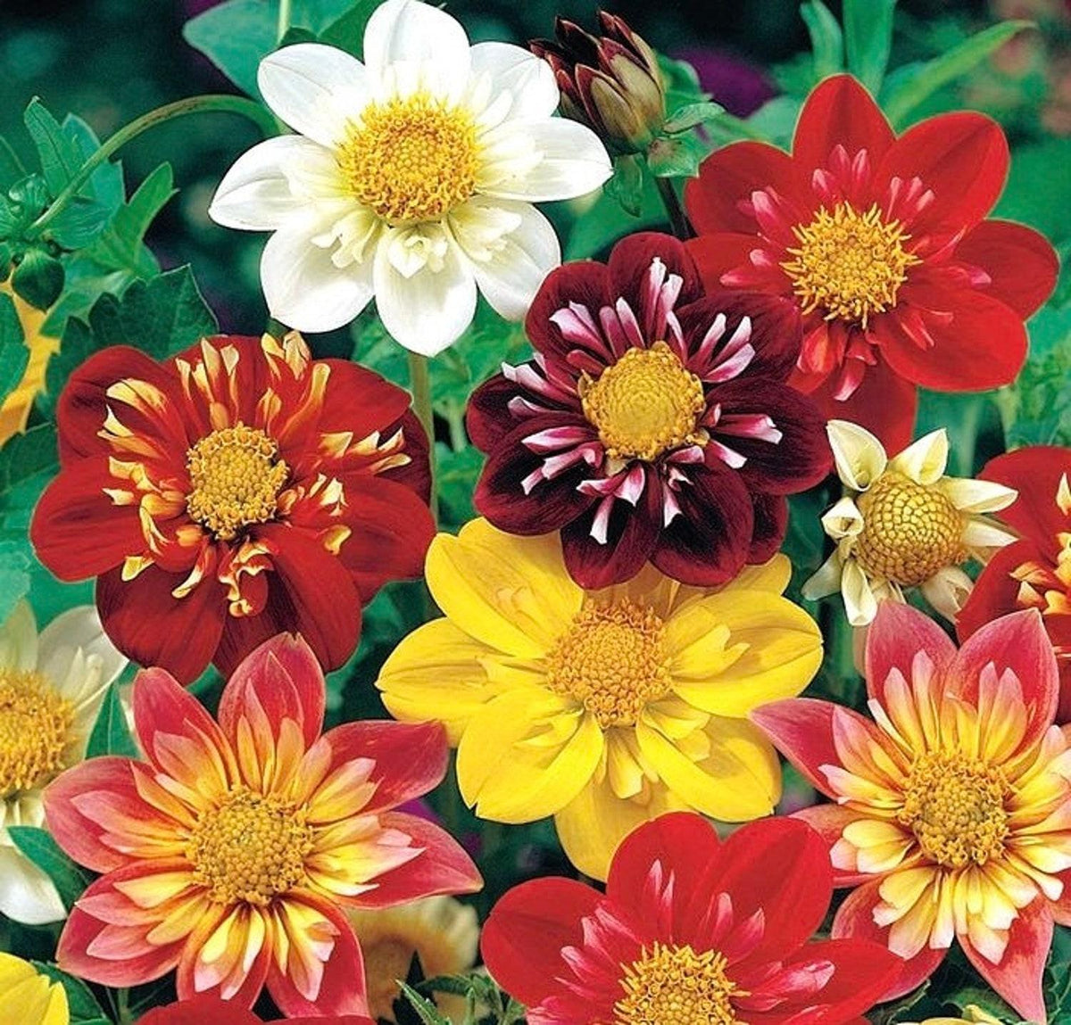 Dahlia Dwarf Collarette Dandy Flowers Blend G 50+ Seeds Organic Seeds ...