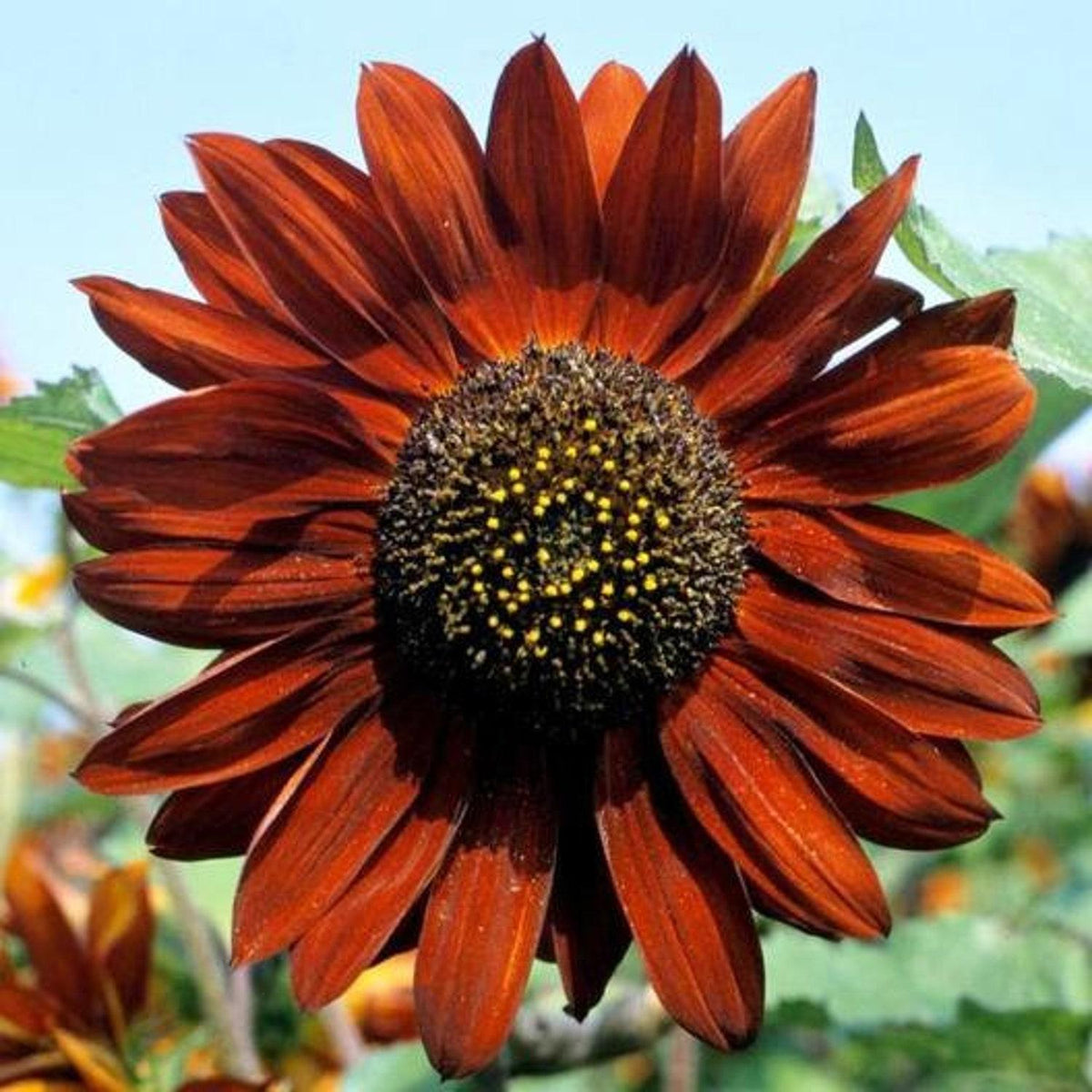 50+ Seeds Velvet Queen Sunflower Seeds, Beautiful Maroon Color Flower ...