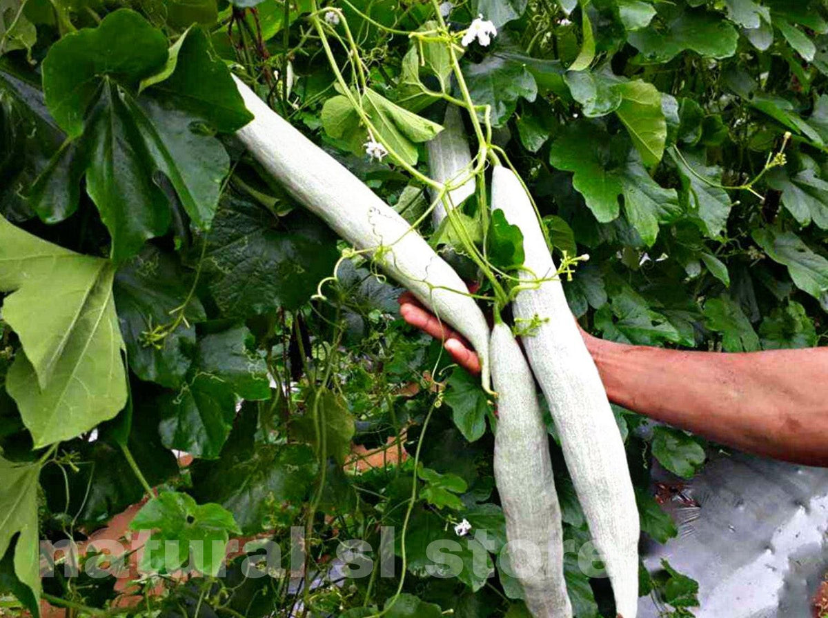 Long Snake Gourd 100+ Seeds Natural Organically Home Grown Trichosanth ...