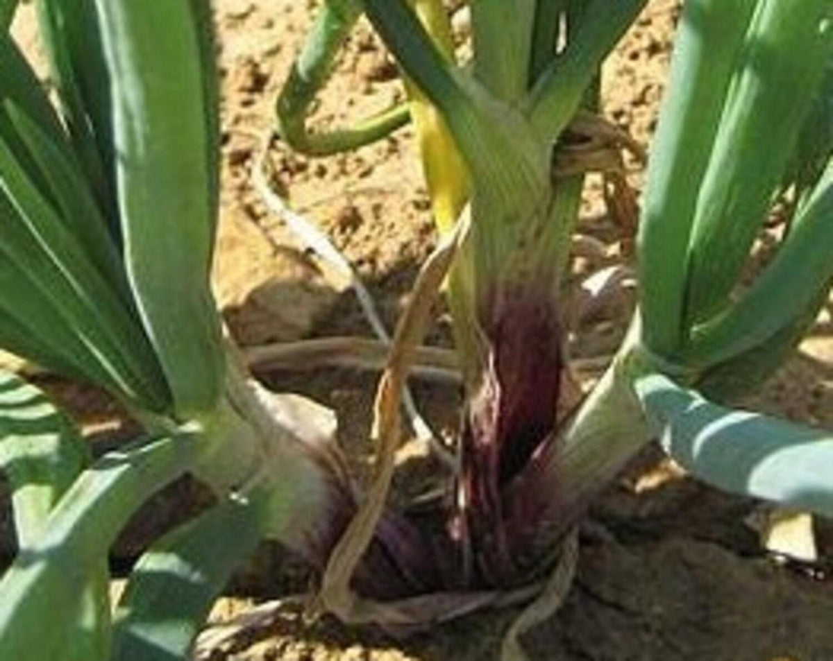 35+ Seeds Red Welsh Onion Seeds Zone - Perfect for Planting and Giftin ...