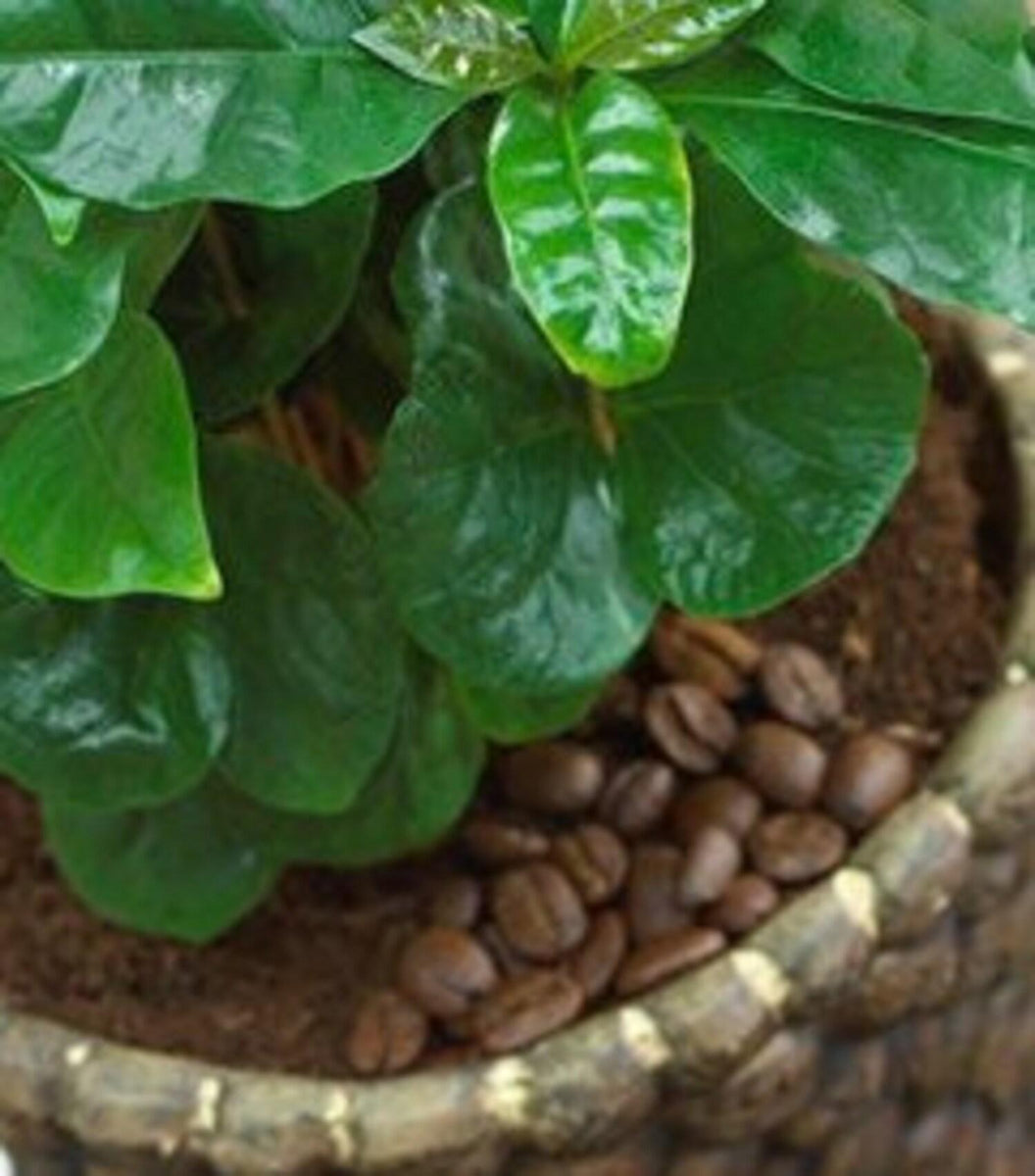 100+ Seeds Dwarf Coffee Plant Seeds Pure Planting Seeds Arabica Nana F ...