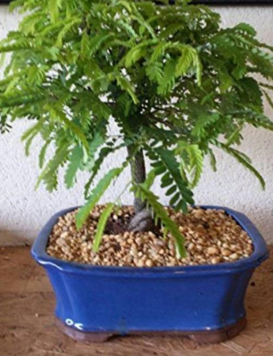 100+ Seeds Ceylon Tamarind Seeds Dwarf Tamarind Seeds From Sri Lanka ...