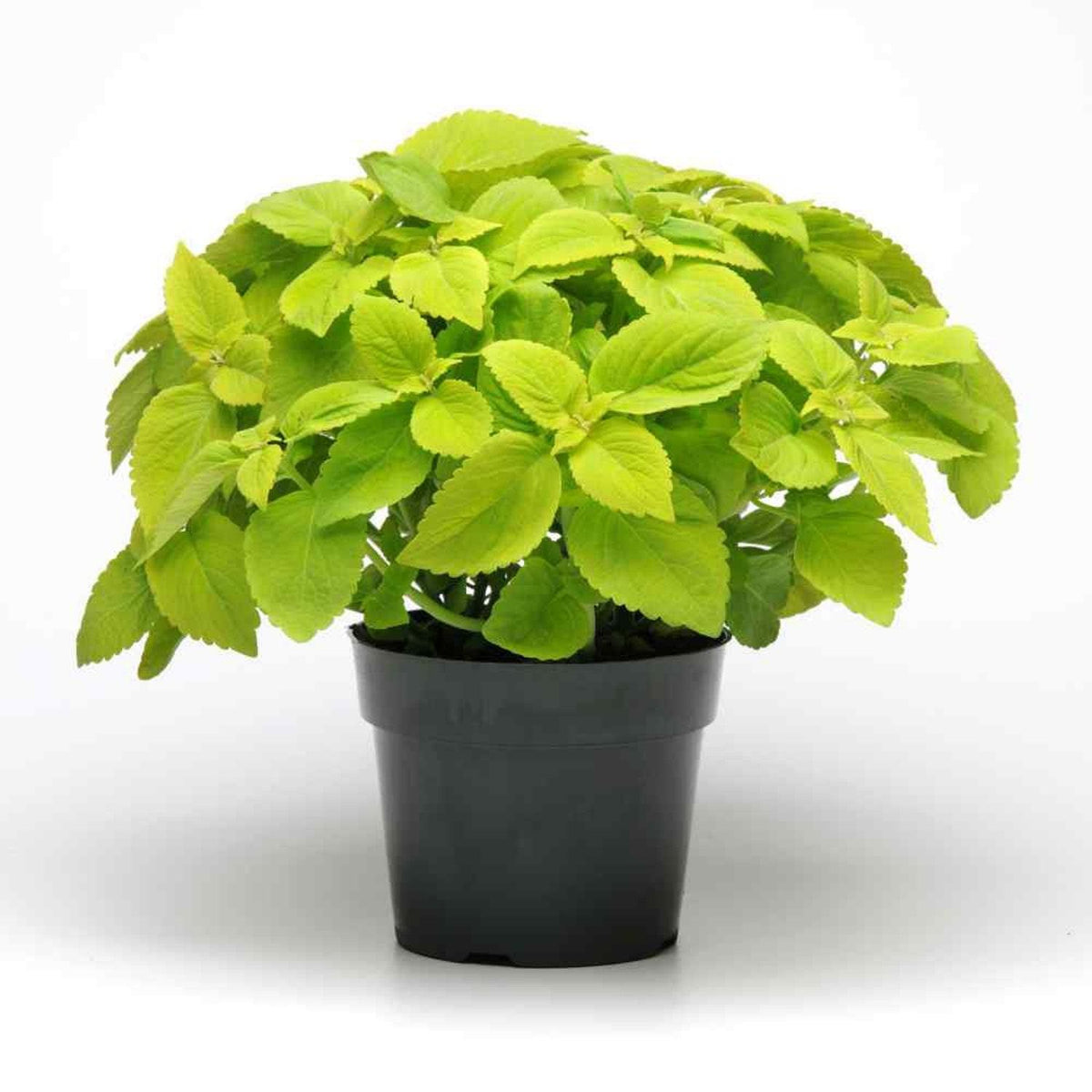 Coleus Lemon Lime Houseplants Seeds Plant In Indoor 35+ Seeds X Starte ...
