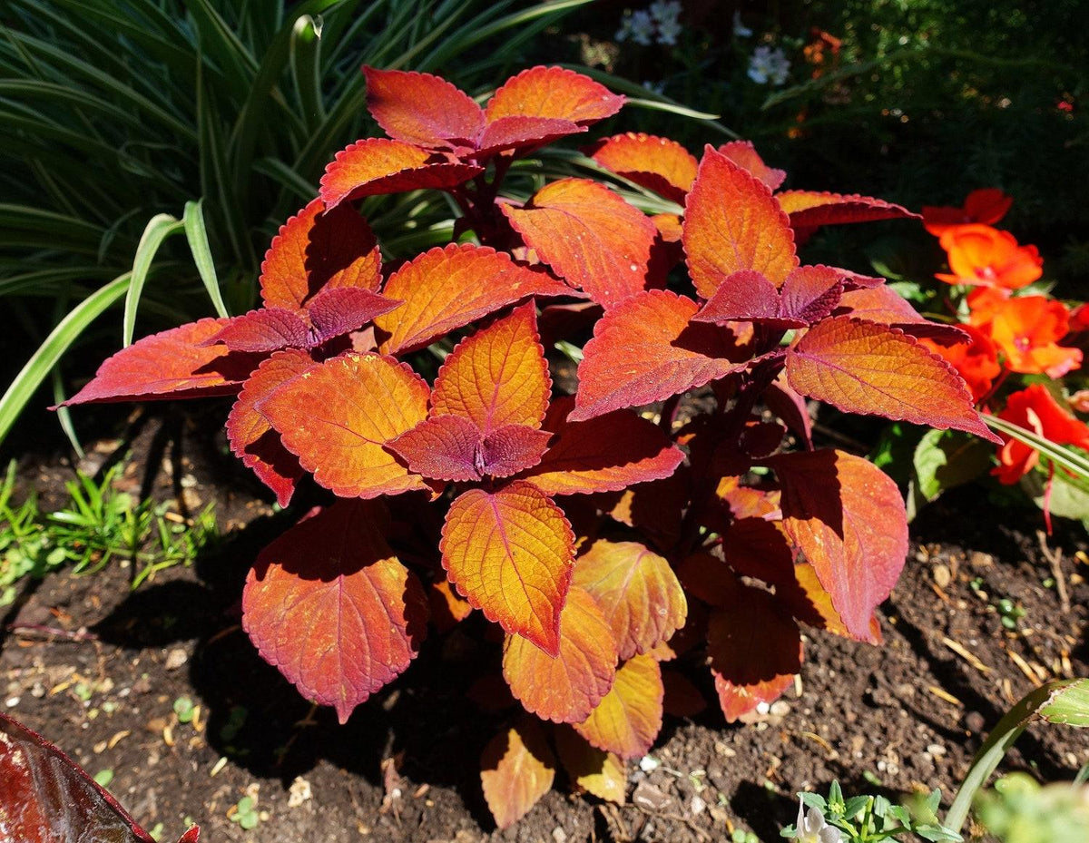 Copper Coleus Houseplants Seeds In Indoor 35+ Seeds X Starter Plants R ...