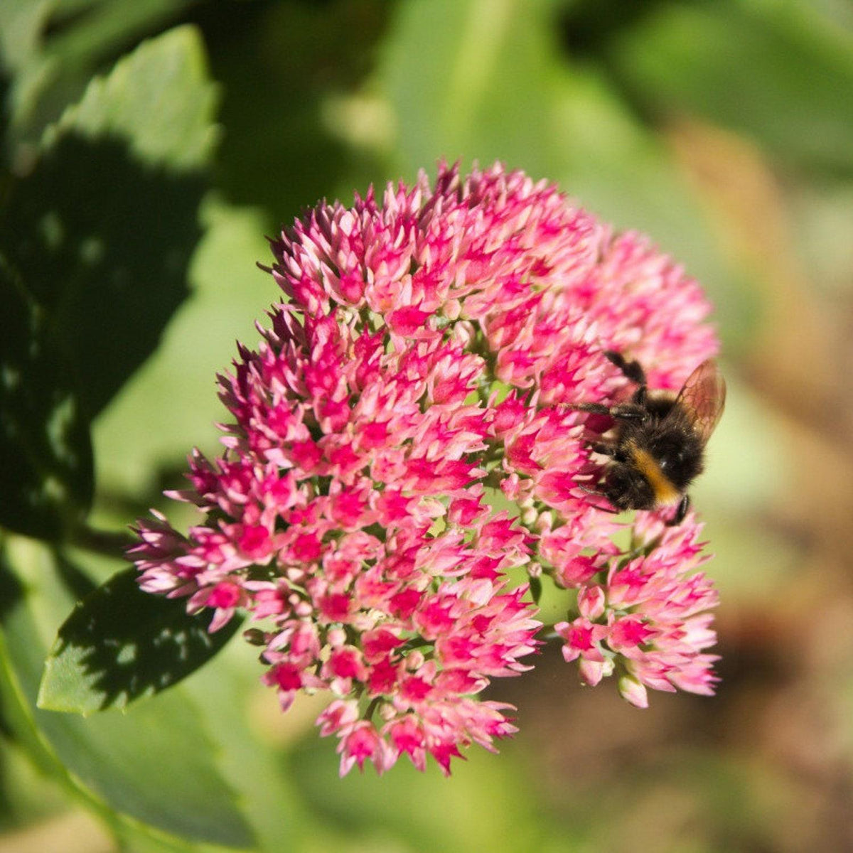 30+ Seeds Stonecrop Seeds, Sedum Telephium - Perfect for Planting and ...