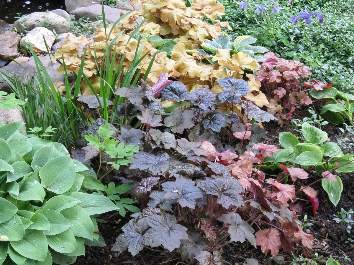 50+ Seeds Coral Bells Hybrid Mixed Flower Seeds Hybrid Mixed Heuchera ...