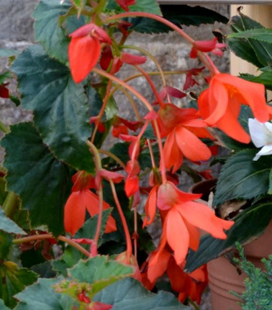 Largest Begonia Up To Meters Tall Red Flowers, Ferruginea, 35+ Seeds R ...
