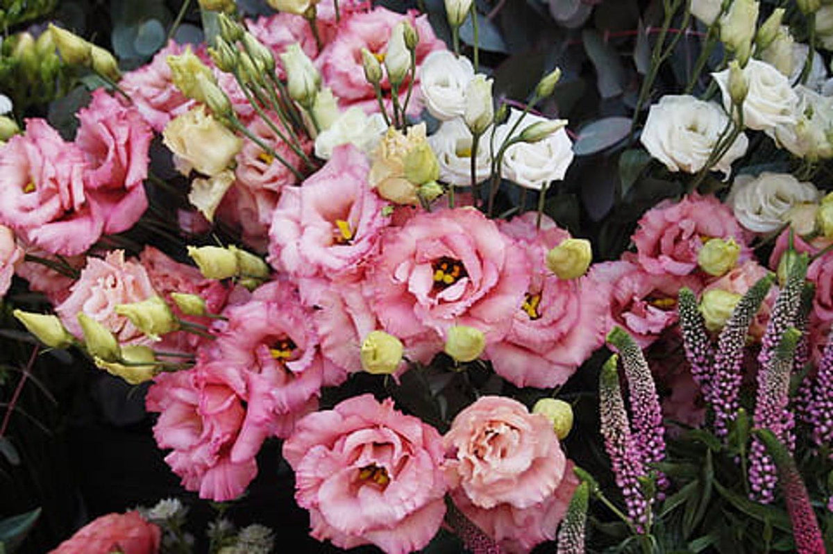Pink Lisanthus Double Flowers Lisianthus Eustoma, 35+ Seeds - Perfect ...
