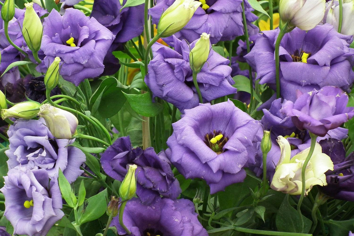 Lavender Lisanthus Double Flowers Lisianthus Eustoma, 35+ Seeds - Perf ...