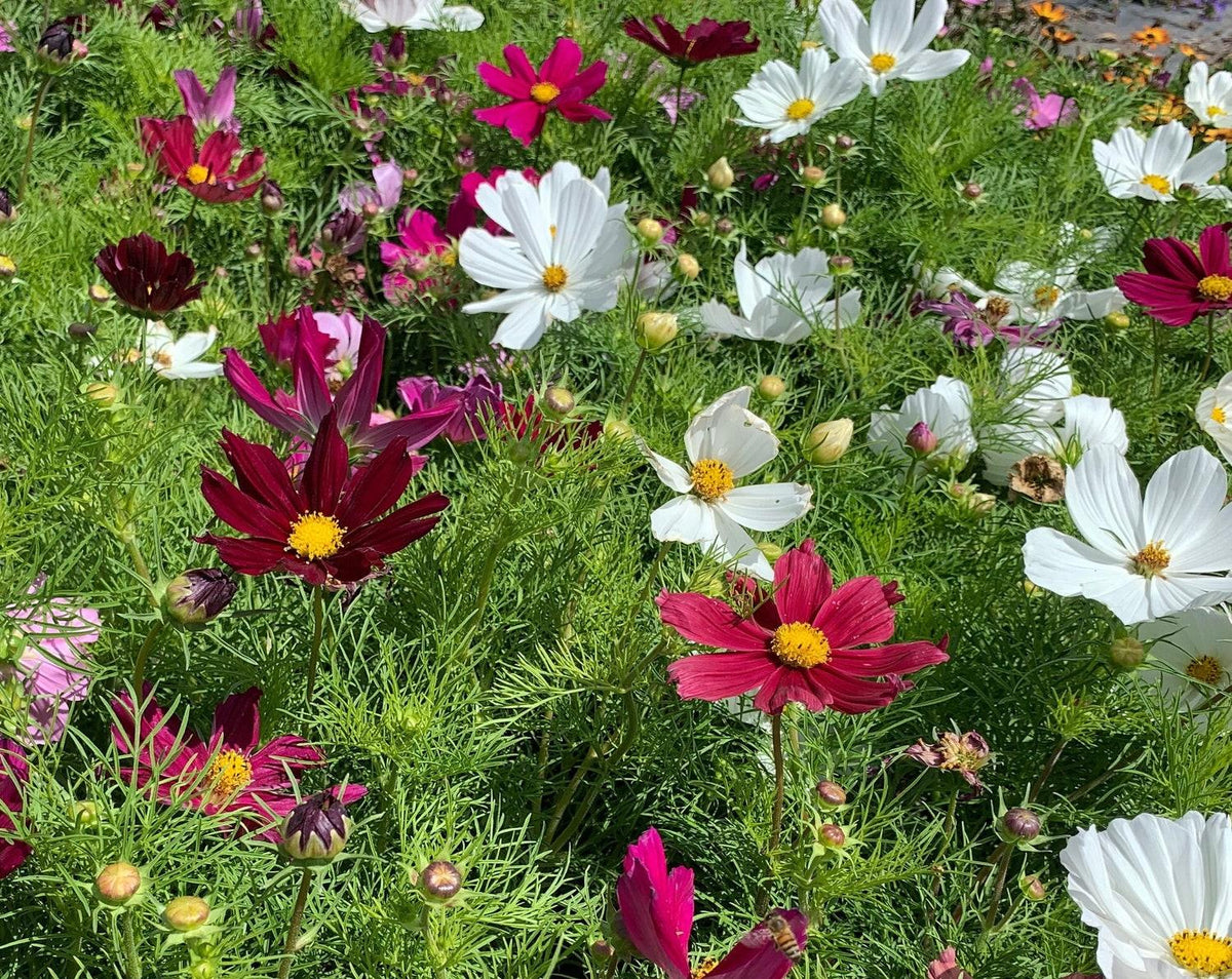 Dwarf Cosmos Seeds, 100+ Seeds Flower Seeds Open Pollinated, , Cosmos ...