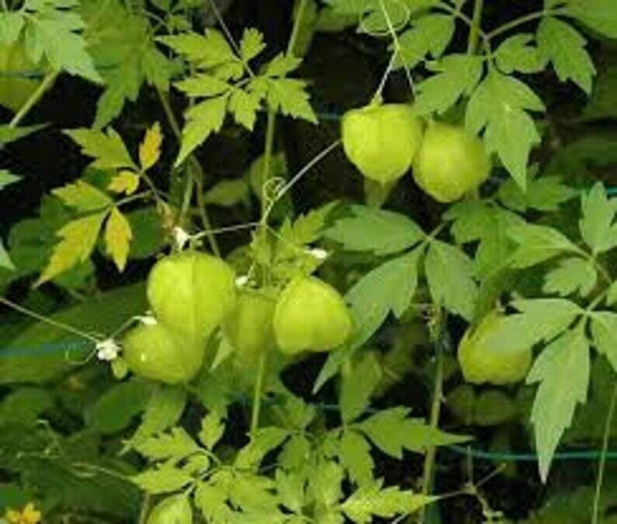 50+ Seeds Baloon Vine Seeds, Mudakathan Keerai, Heart Seed, Vine Cardi ...
