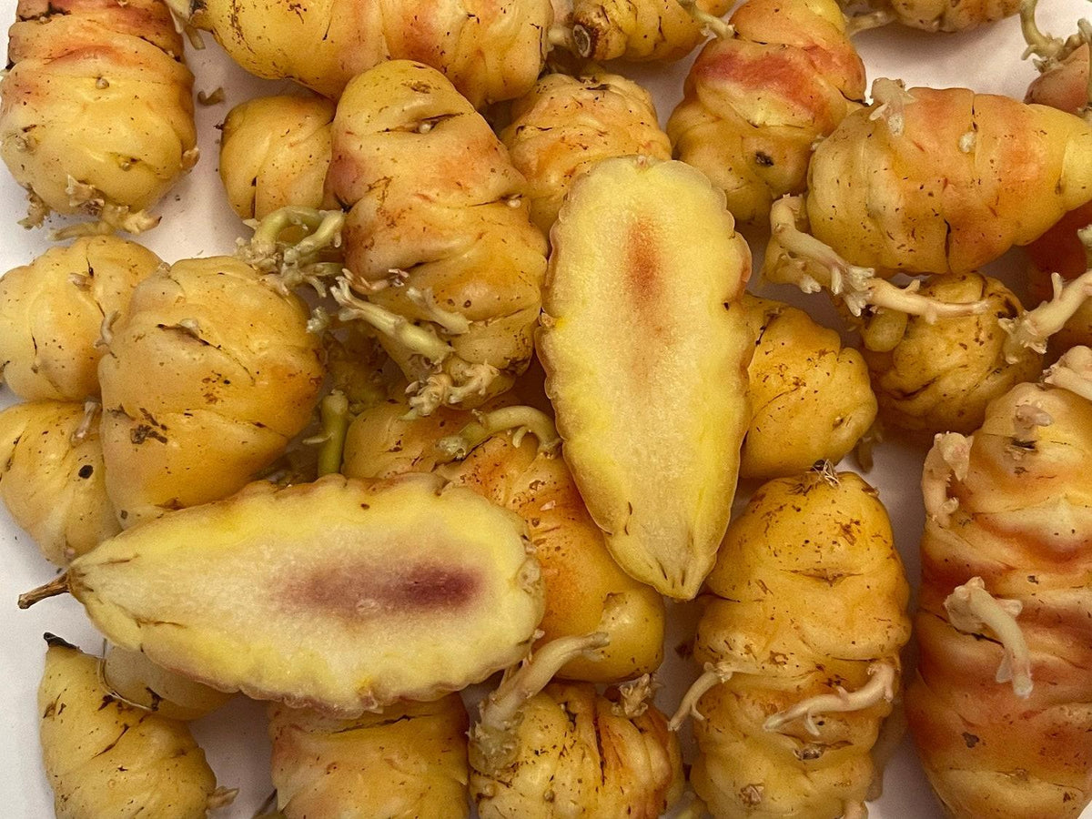 50+ Seeds Pascou Oca Tuber Seeds - Perfect for Planting and Gifting ...