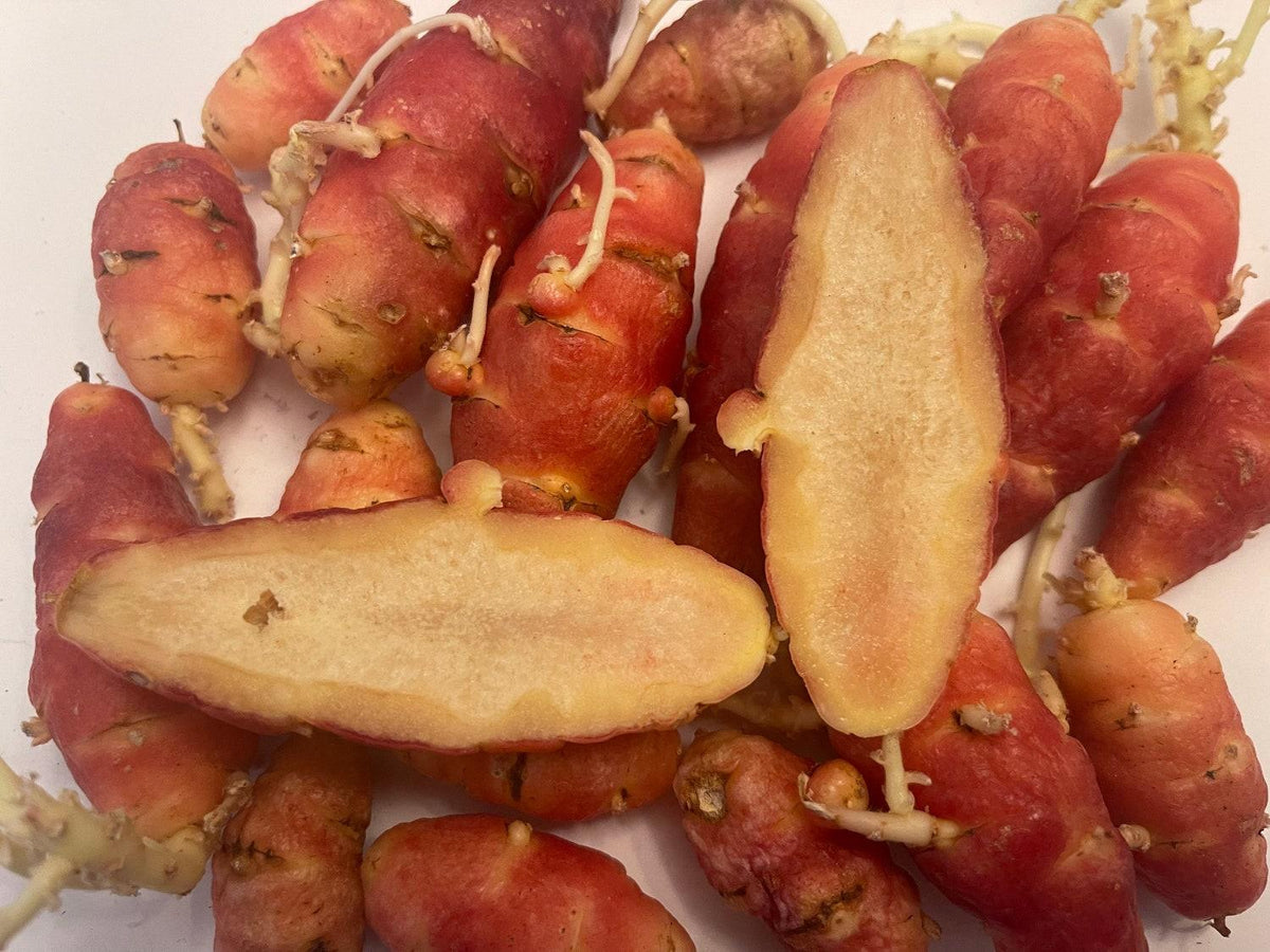 50+ Seeds Sockeye Oca Tuber Seeds - Perfect for Planting and Gifting ...