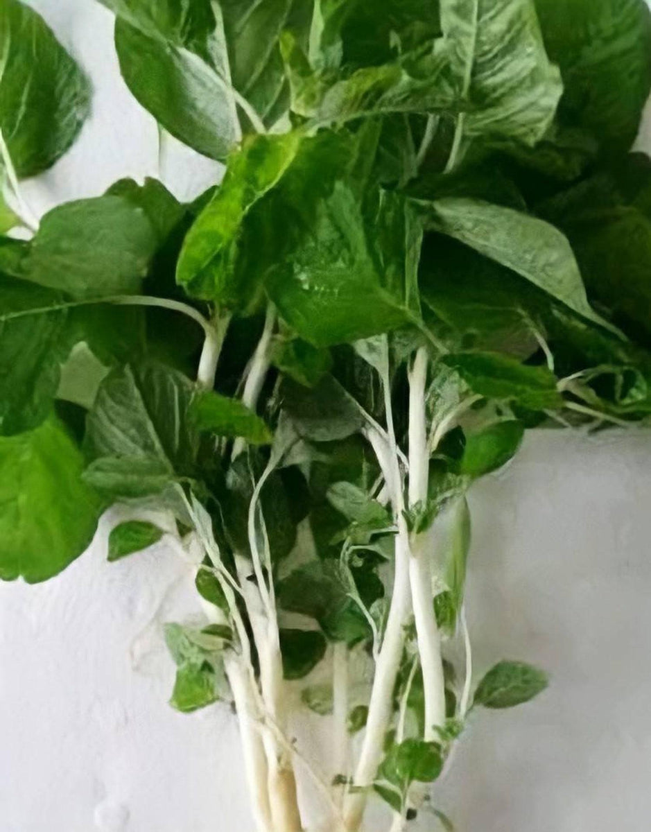 100+ Seeds White Stem Amaranth Seeds - Perfect for Planting and Giftin ...