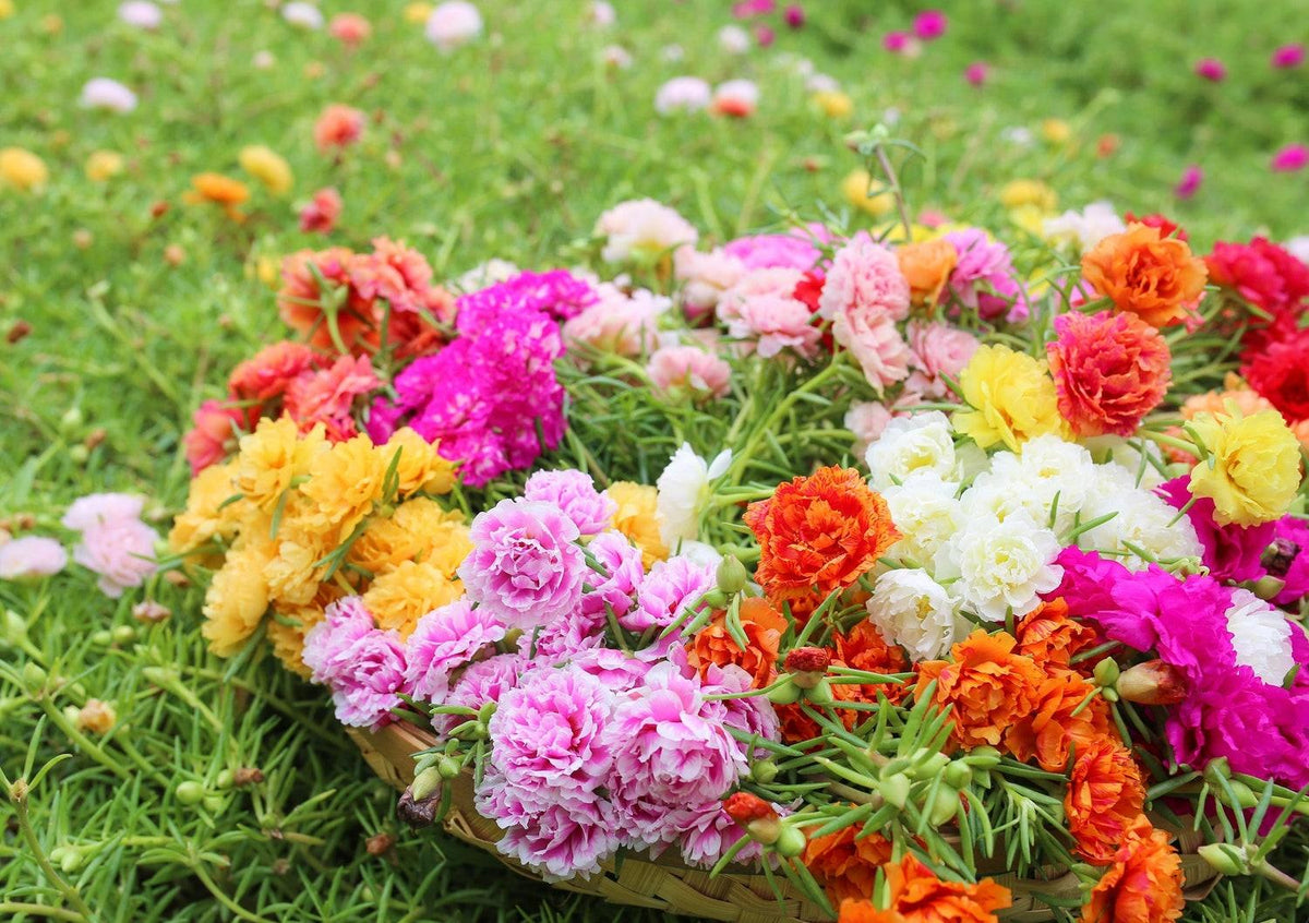 Portulaca Seeds, Moss Rose, Double Mix Portulaca, Mixed Colors, Succul ...